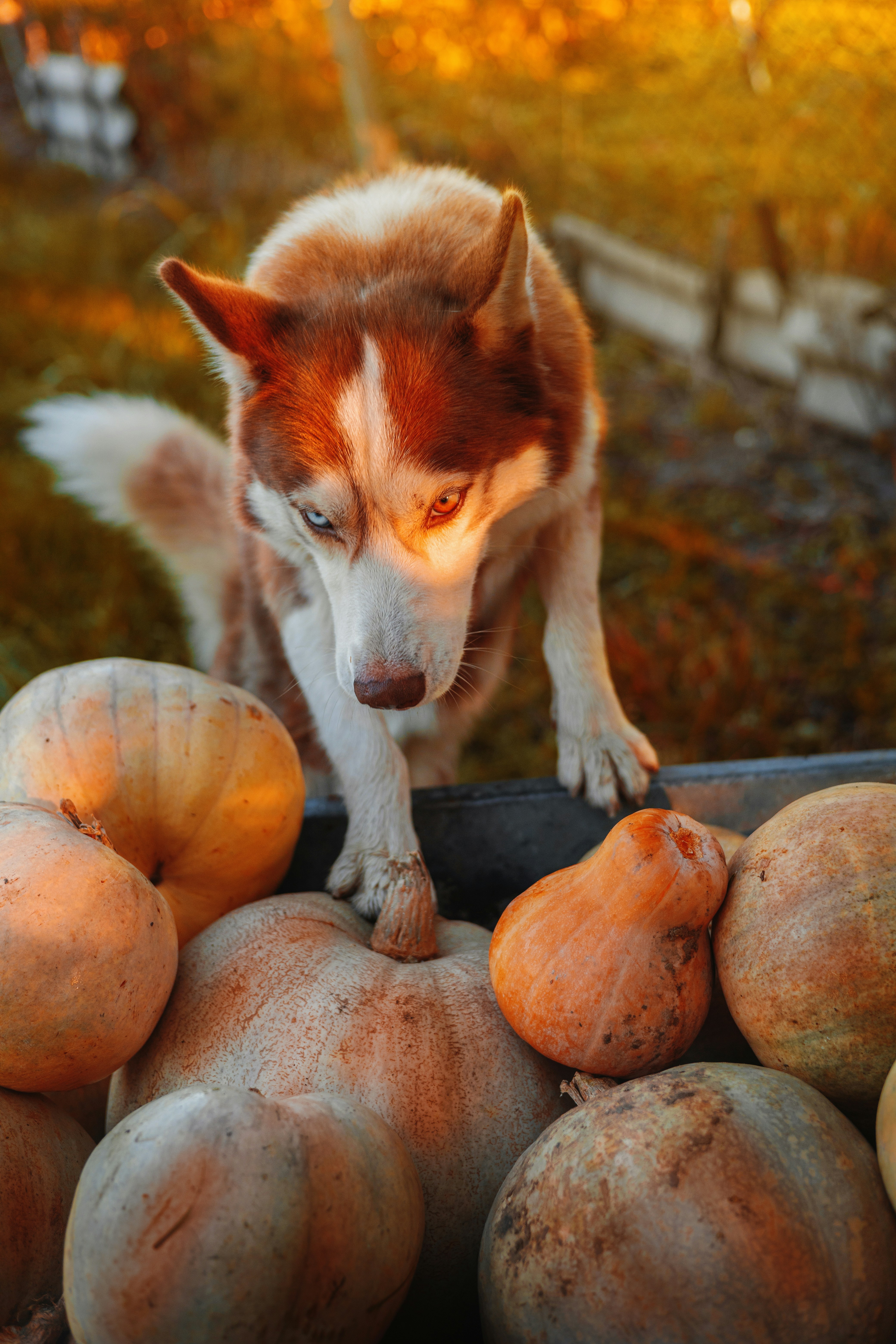Autumn Patrol: Husky Over the Pumpkin Patch