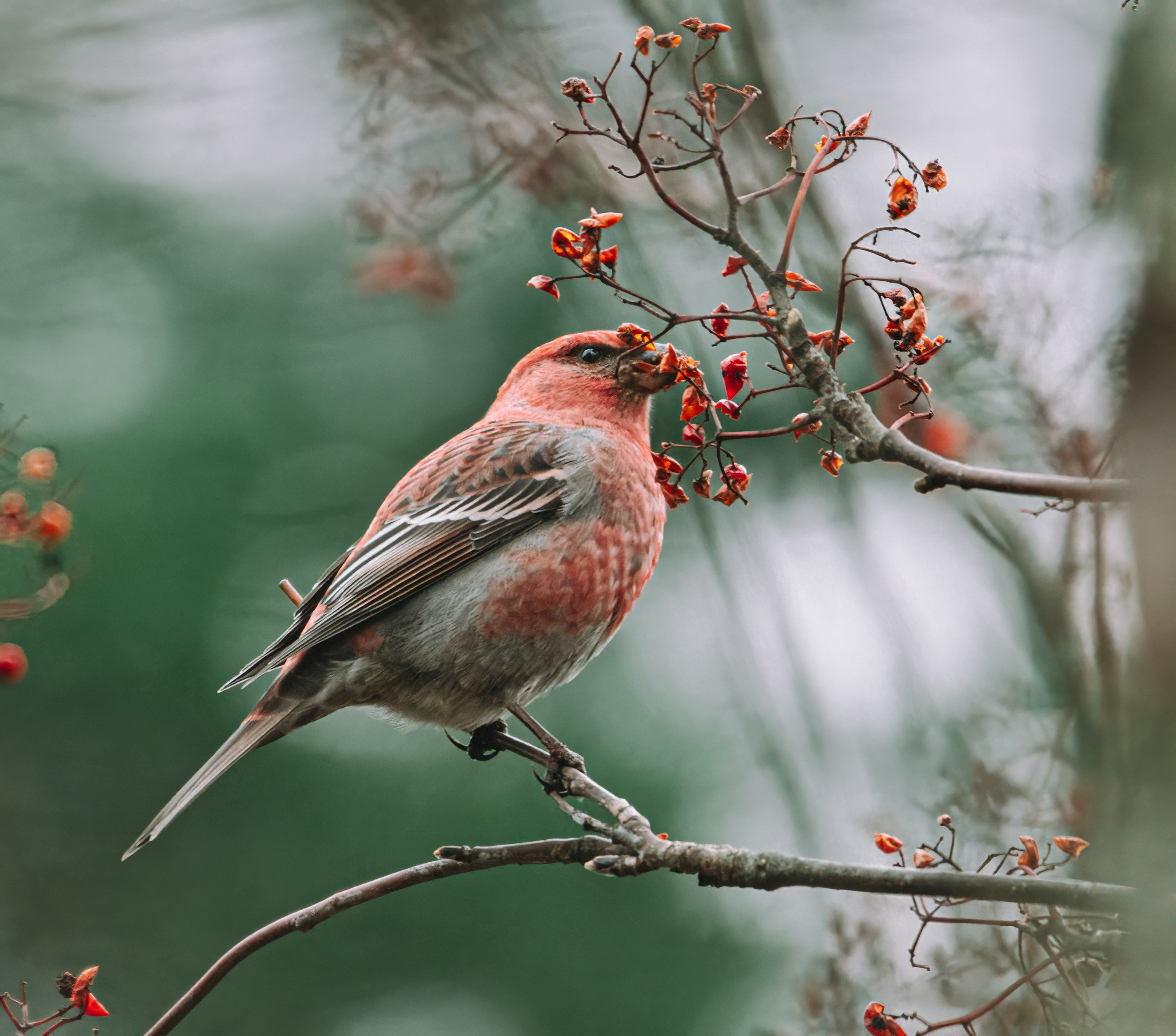Pink-Tinged Songbird Perched on a Coral-Berry Branch in Quiet Winter Light