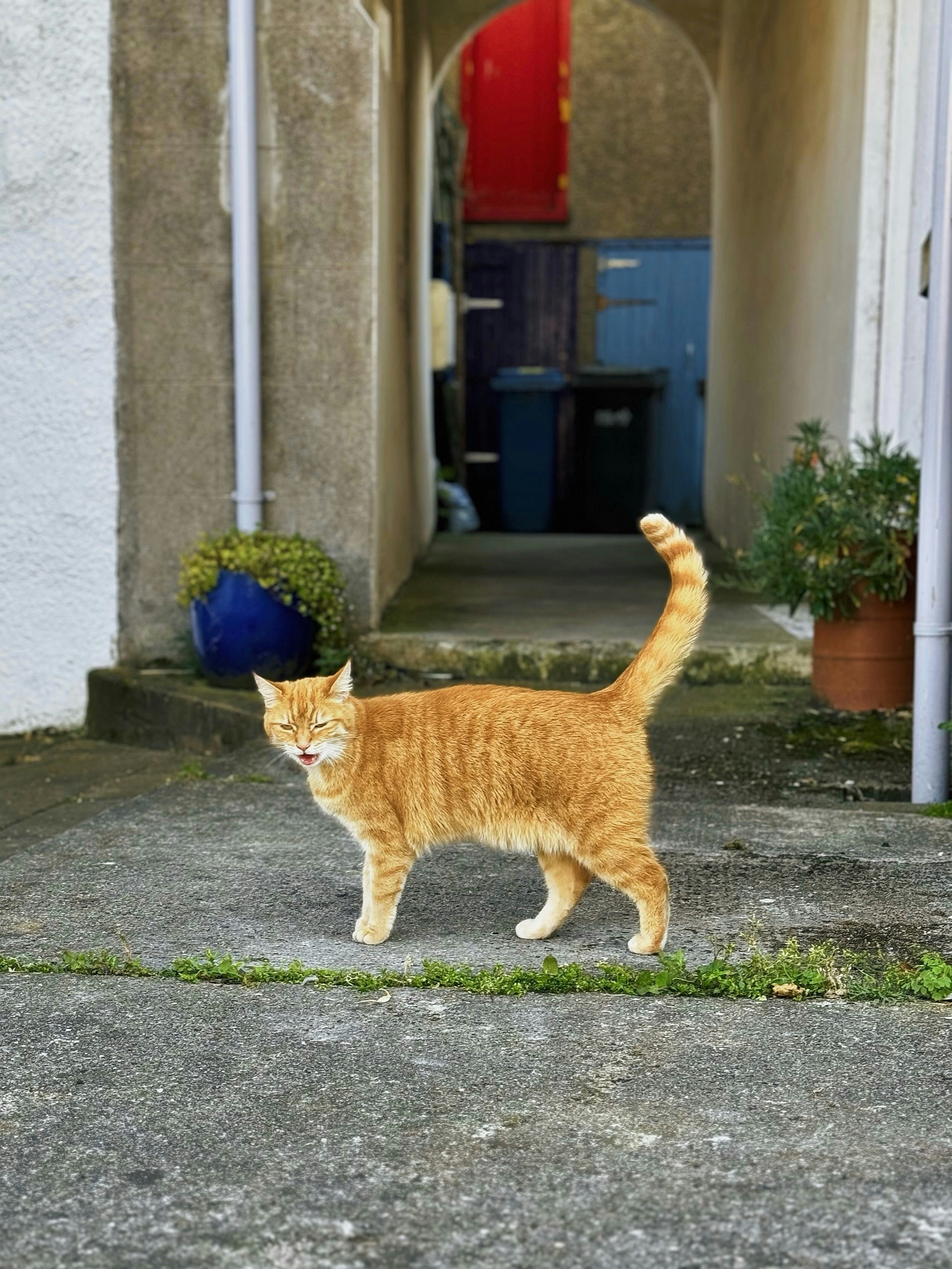 Ginger Cat at the Threshold of a Narrow Alleyway