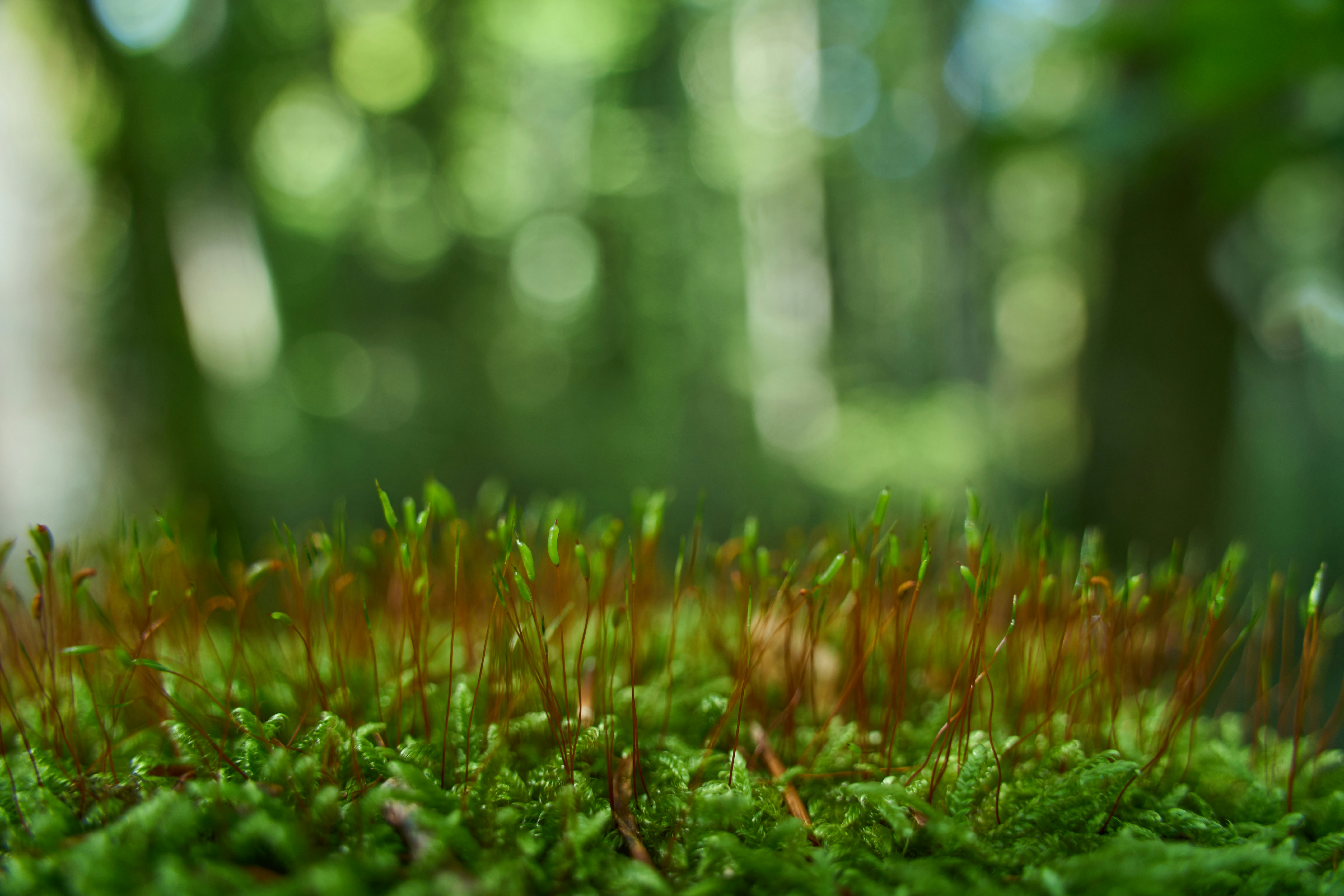 A close up of a mossy surface with trees in the background photo – Free ...