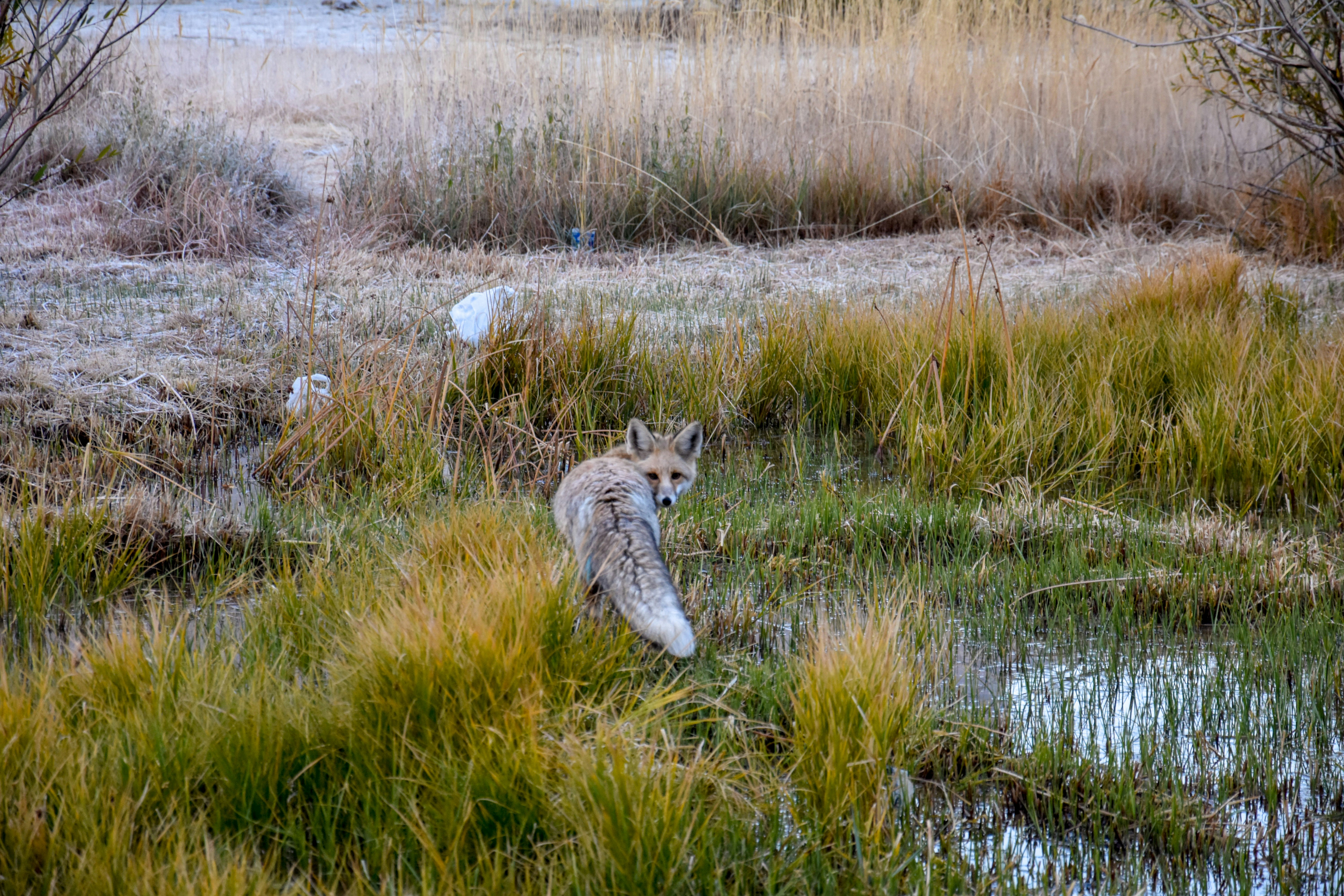 Fox's Corner: a wary pause among golden marsh grasses