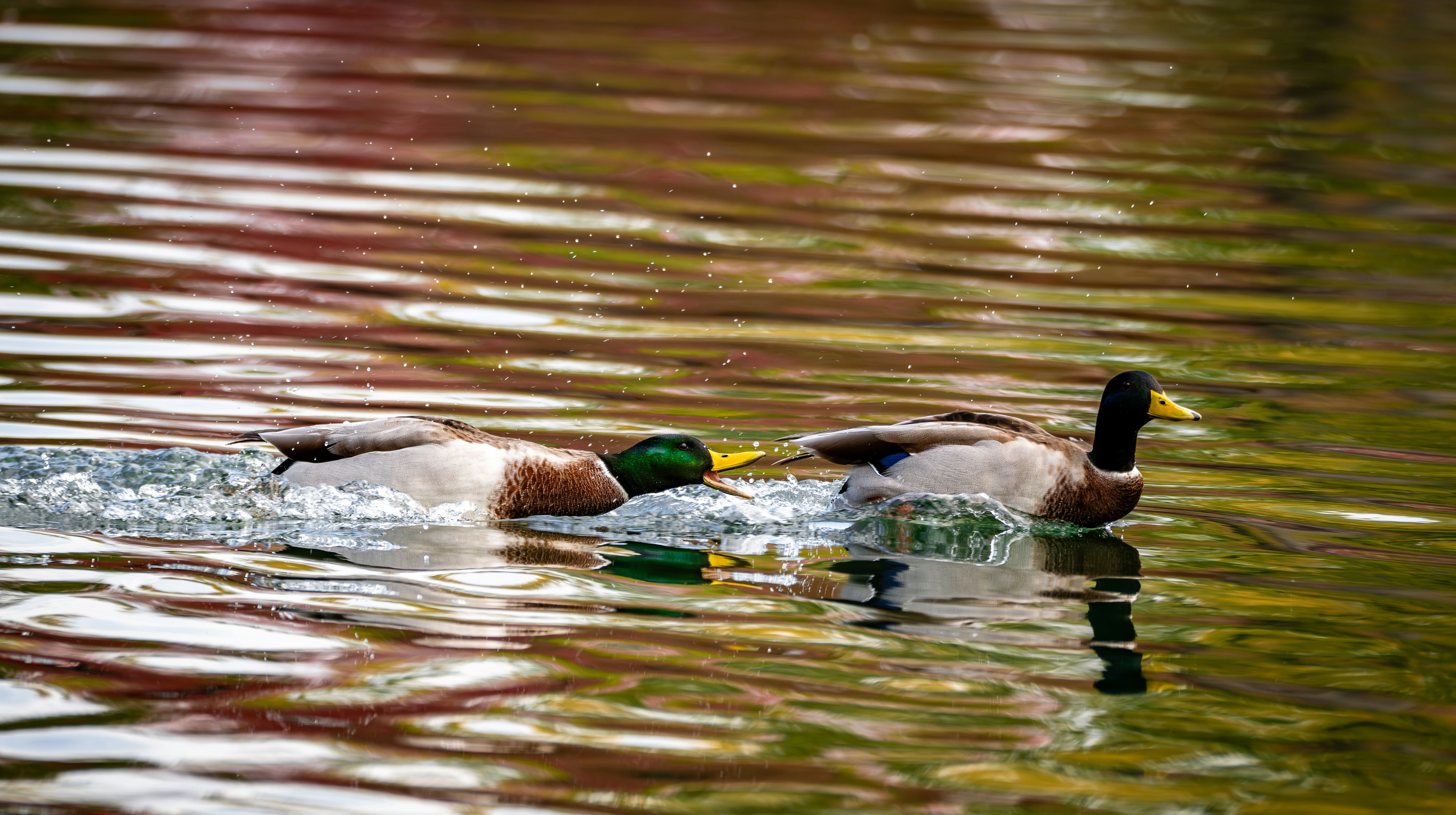 Emerald-Headed Mallards Glide Through Autumn Reflections