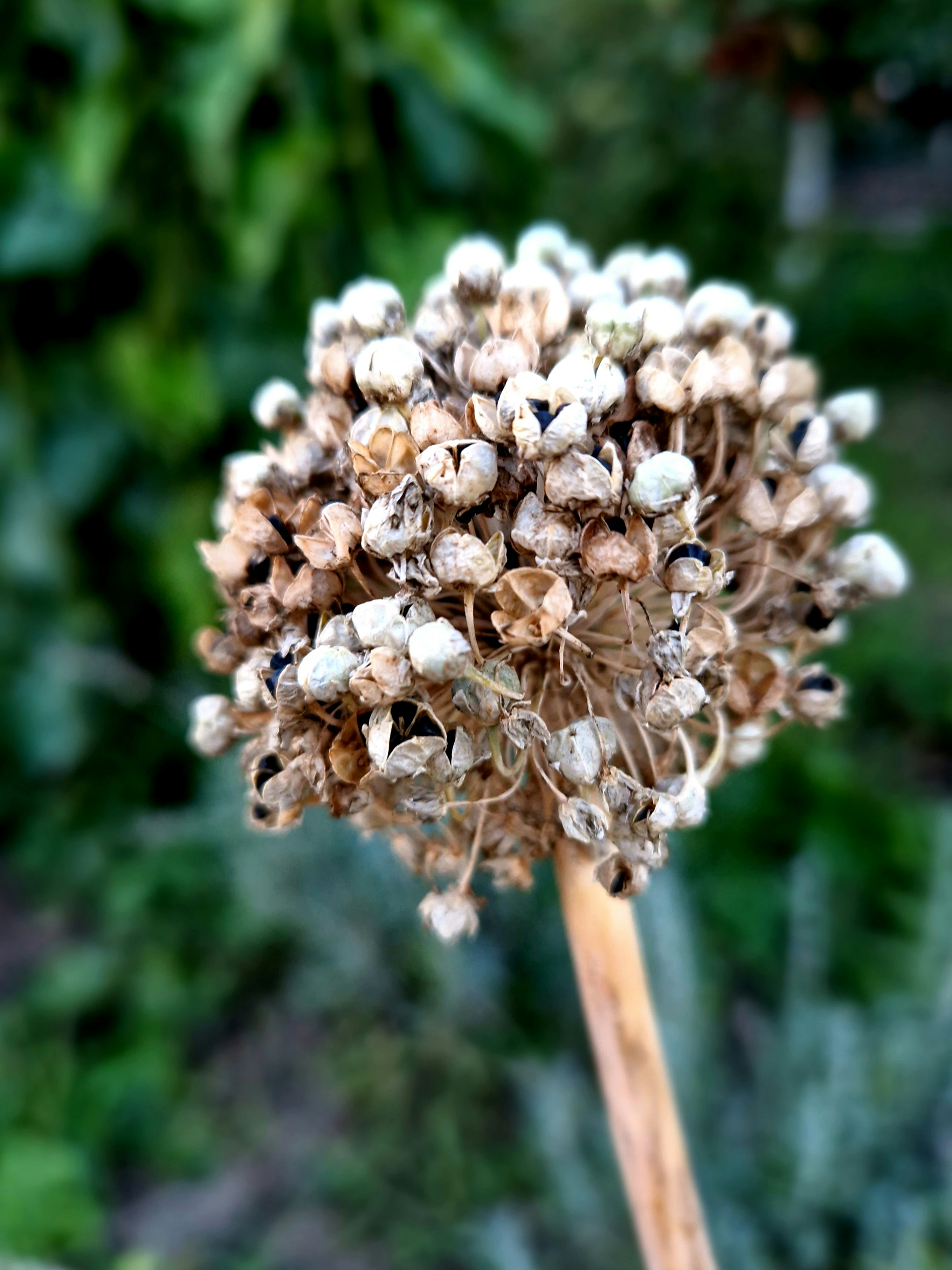 Dried Seed Umbels: A Quiet Macro Portrait in Green Blur