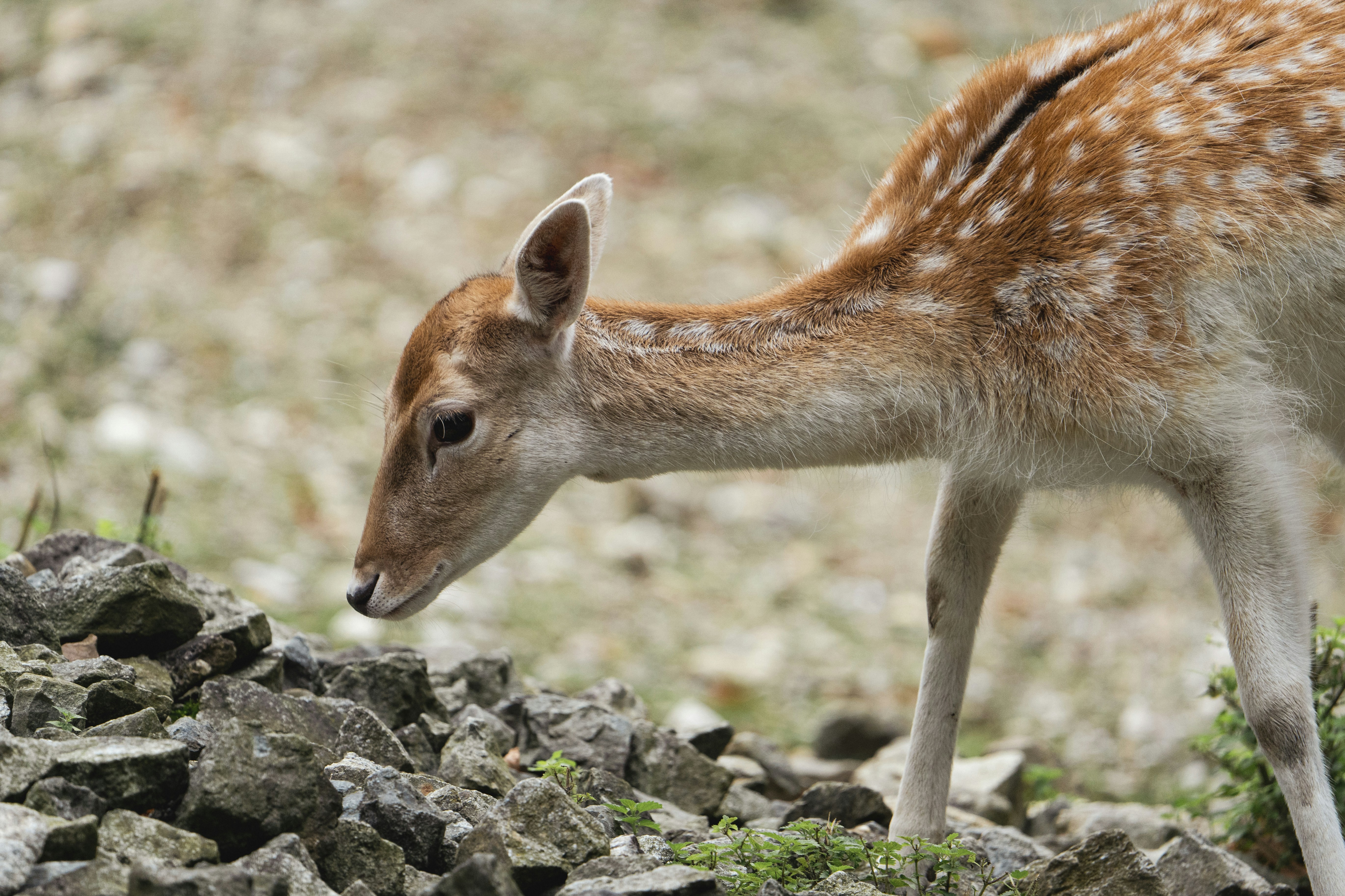 A small deer standing next to a pile of rocks photo – Free Animal Image ...