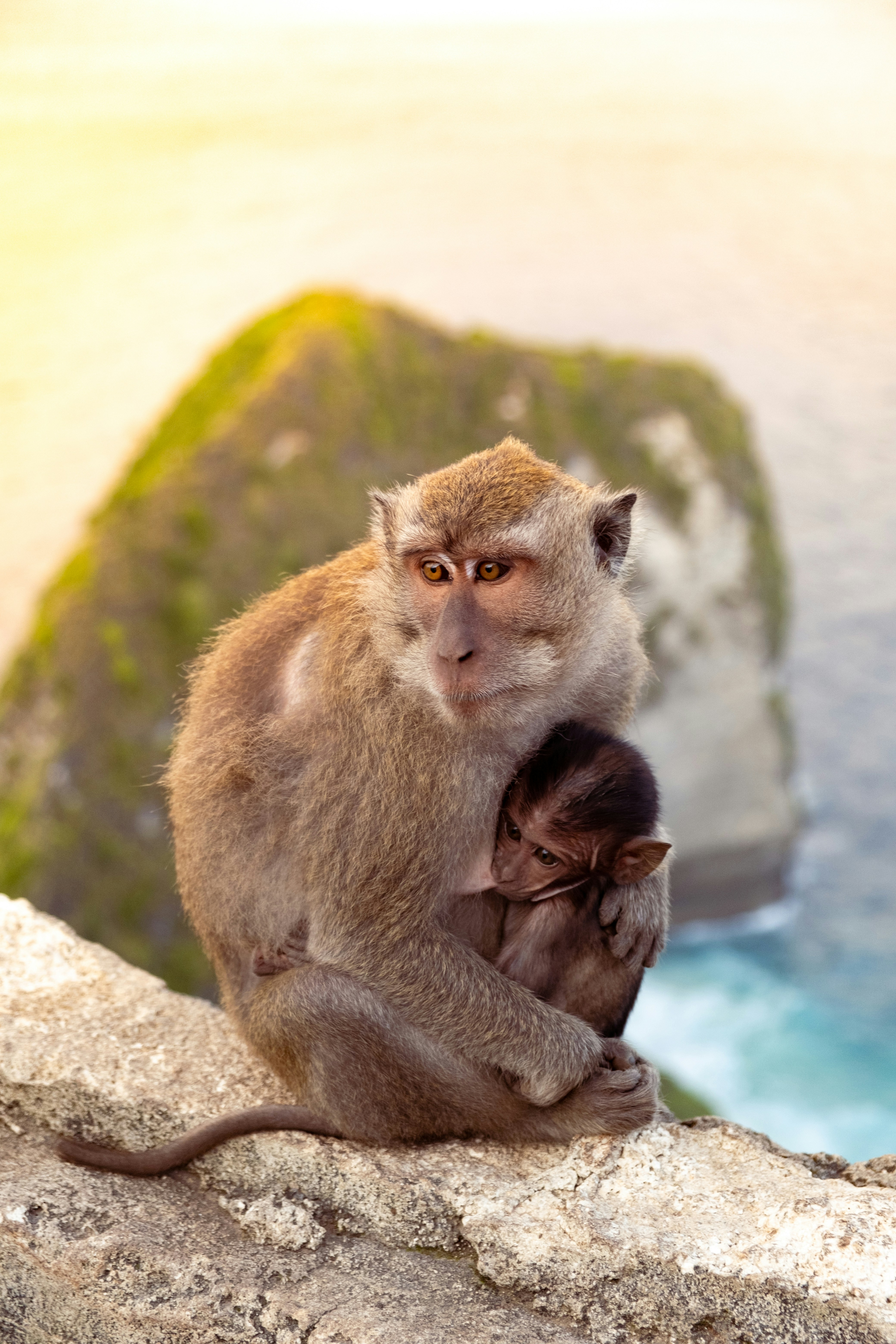 Coastal Vigil: A Mother Macaque Clutches Her Infant on the Cliff