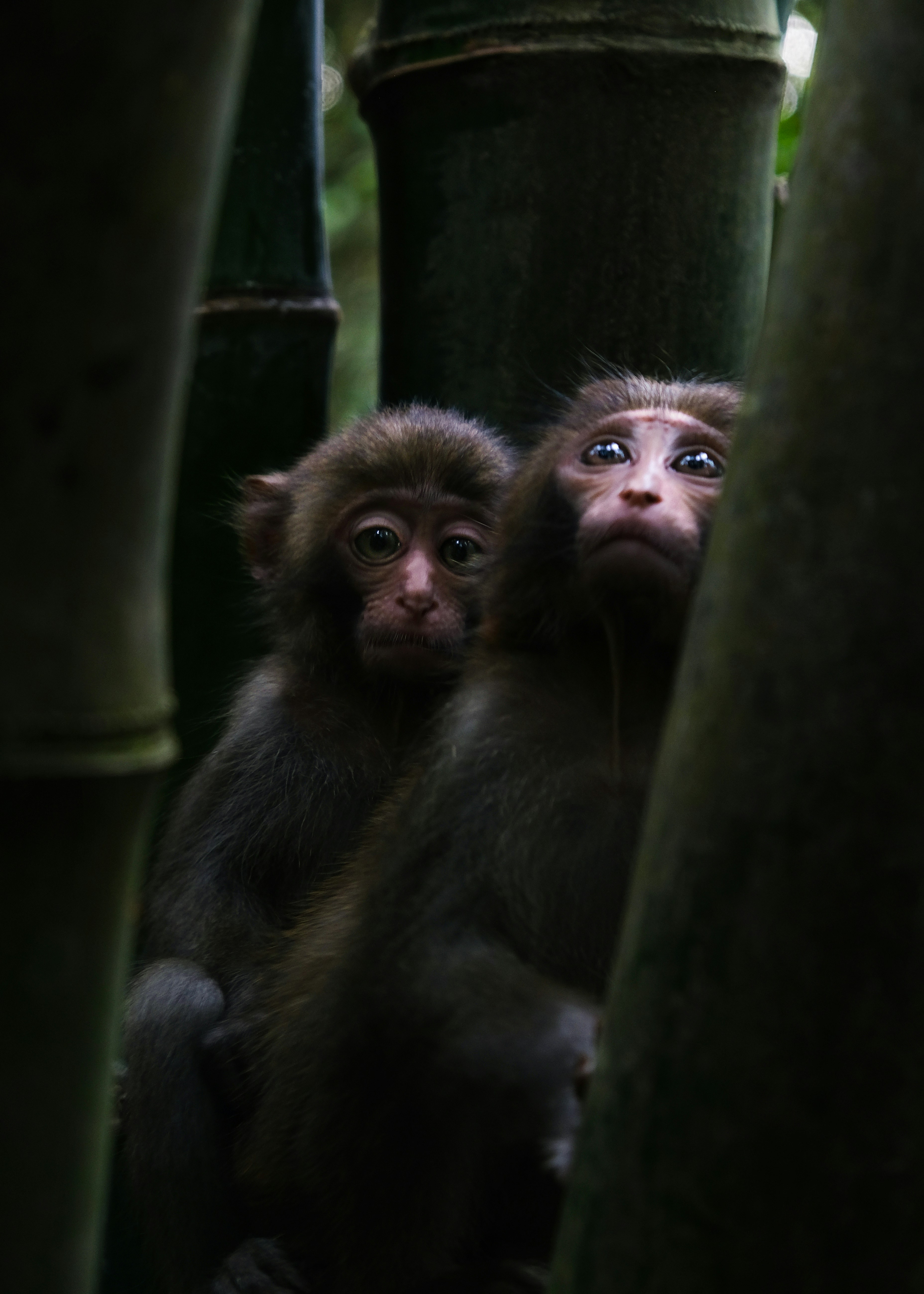 Peering Through the Bamboo: A Quiet Moment with Two Monkeys