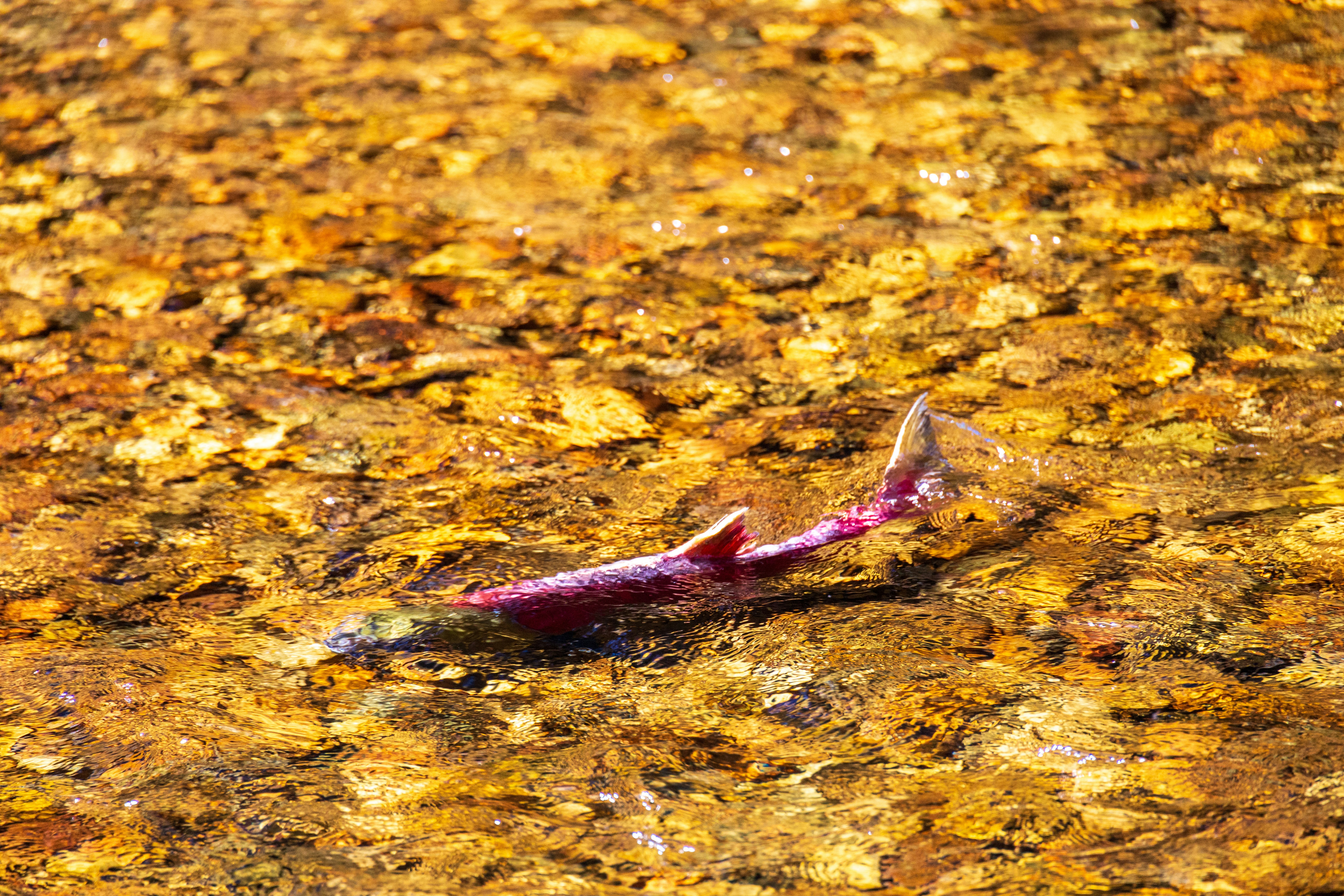 Crimson Fragment Adrift on a Riverbed of Amber