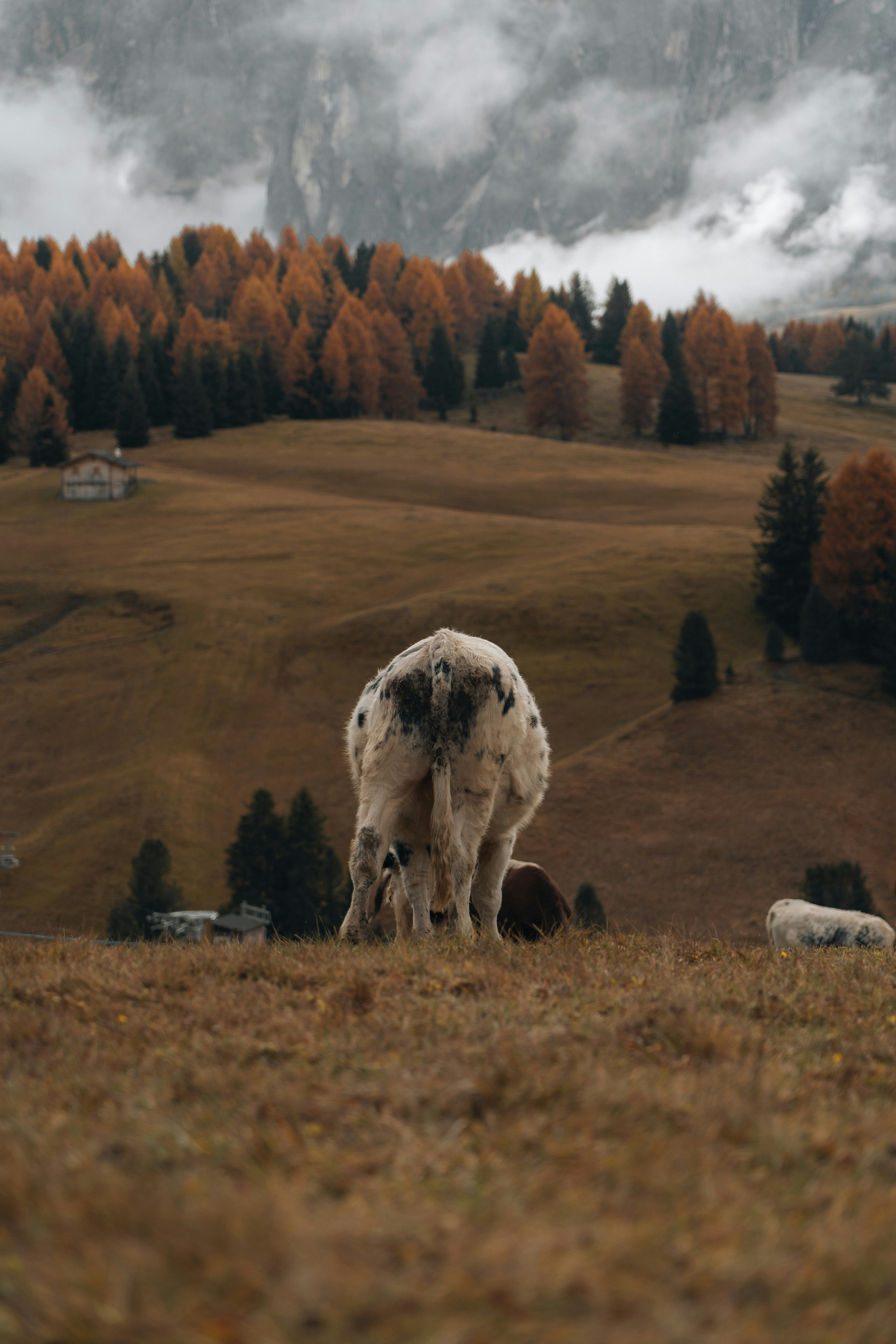 Photo by Andrei R. Popescu with Sony Alpha 7 III