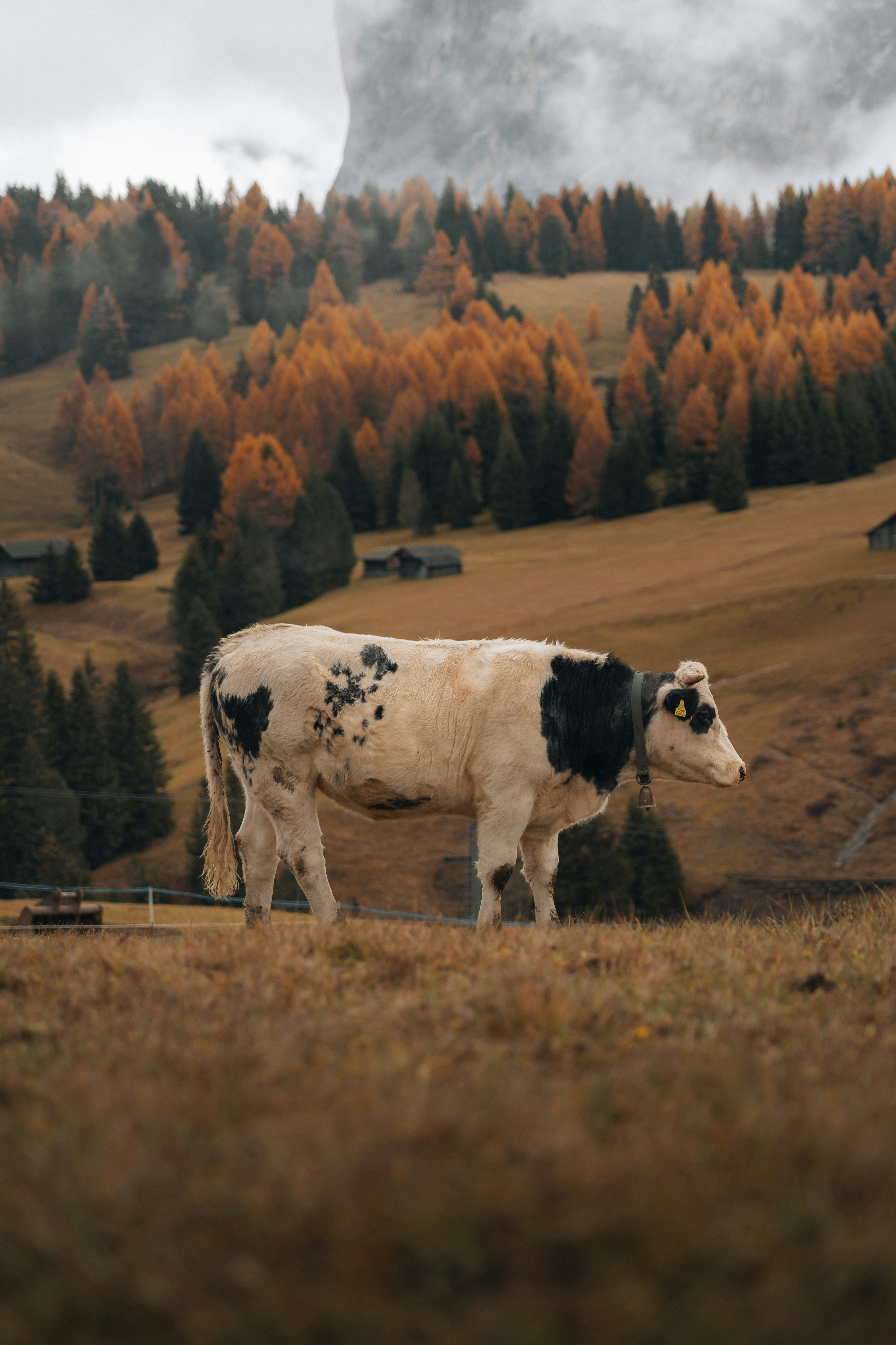 Pasture Sentinel in Autumn Mist