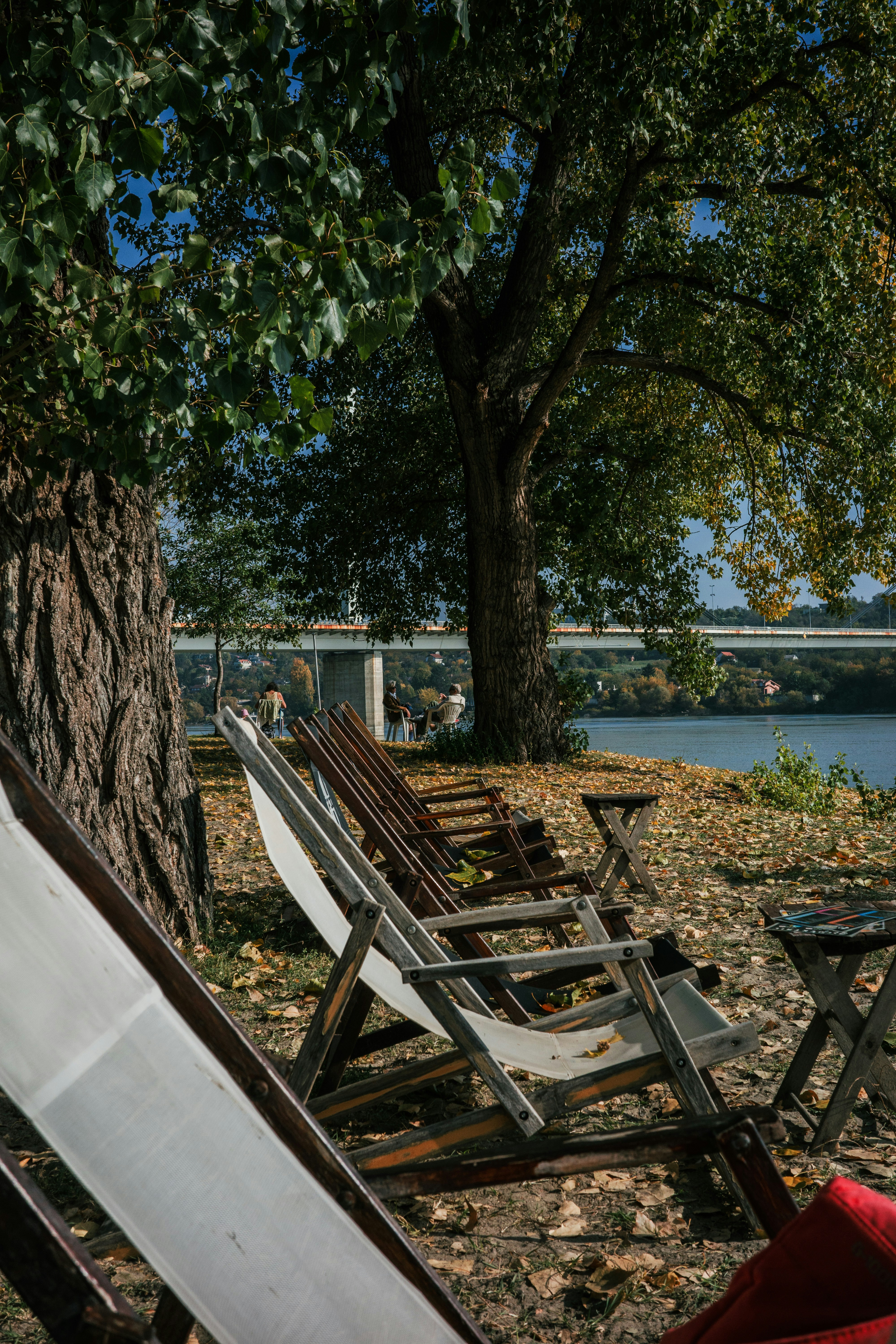 A row of wooden benches sitting next to a tree photo – Free Novi sad ...