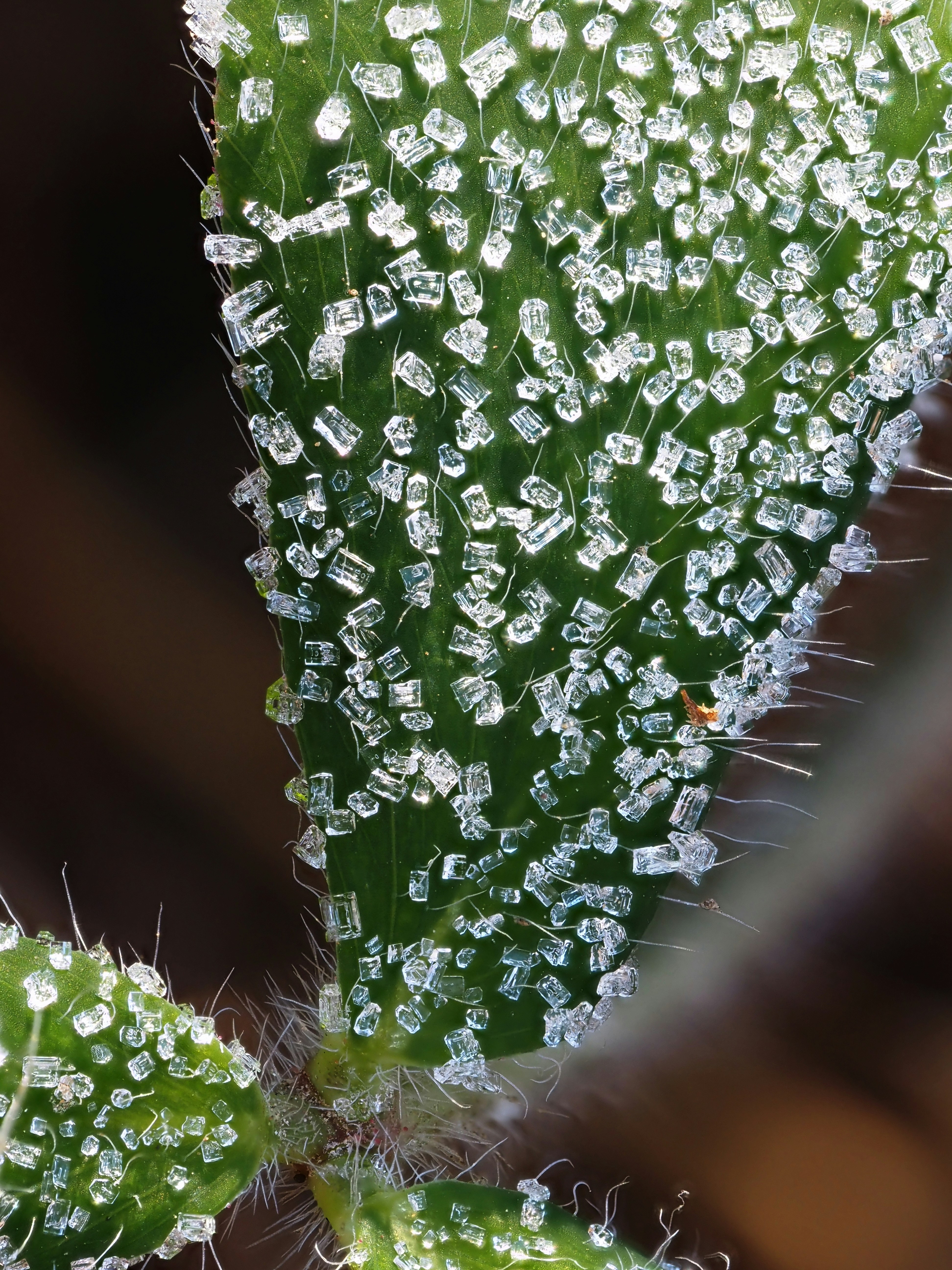 Ice Glyphs on a Leaf: a Micro-Frost Portrait