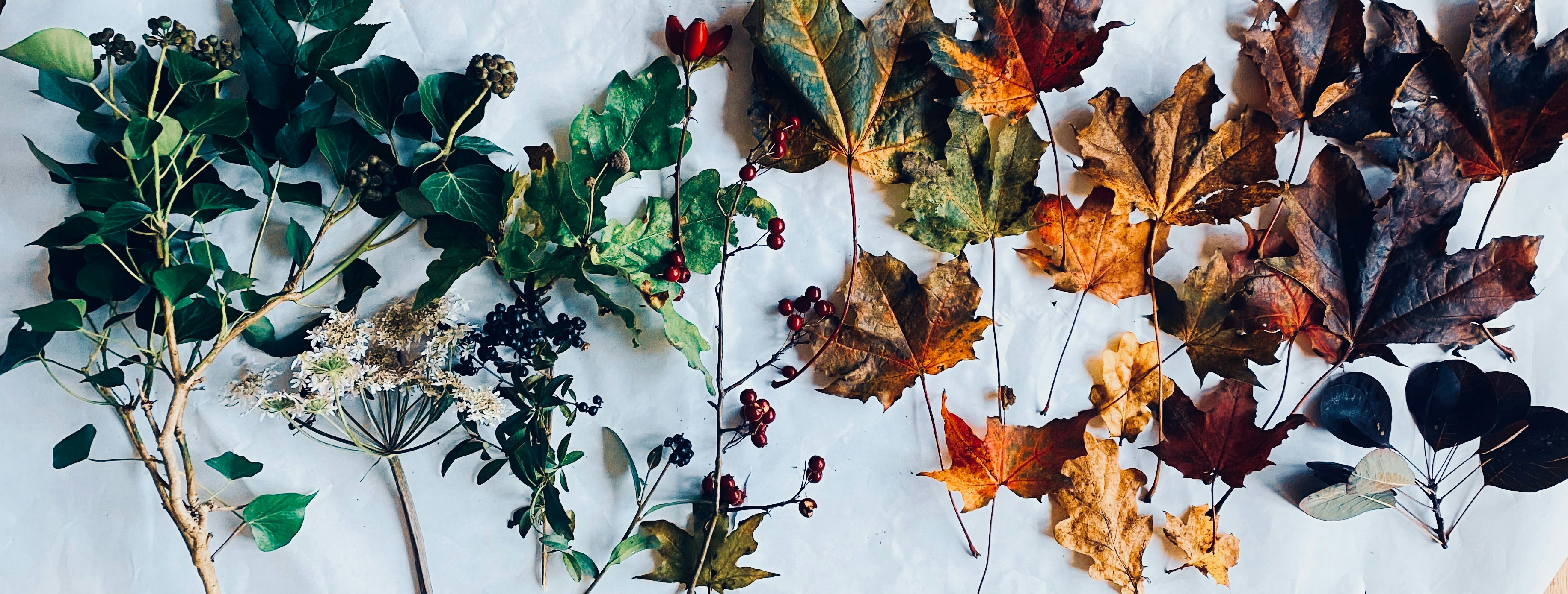 Autumn Leaves in a Snowy Frame: A Palette of Fall on Cold White