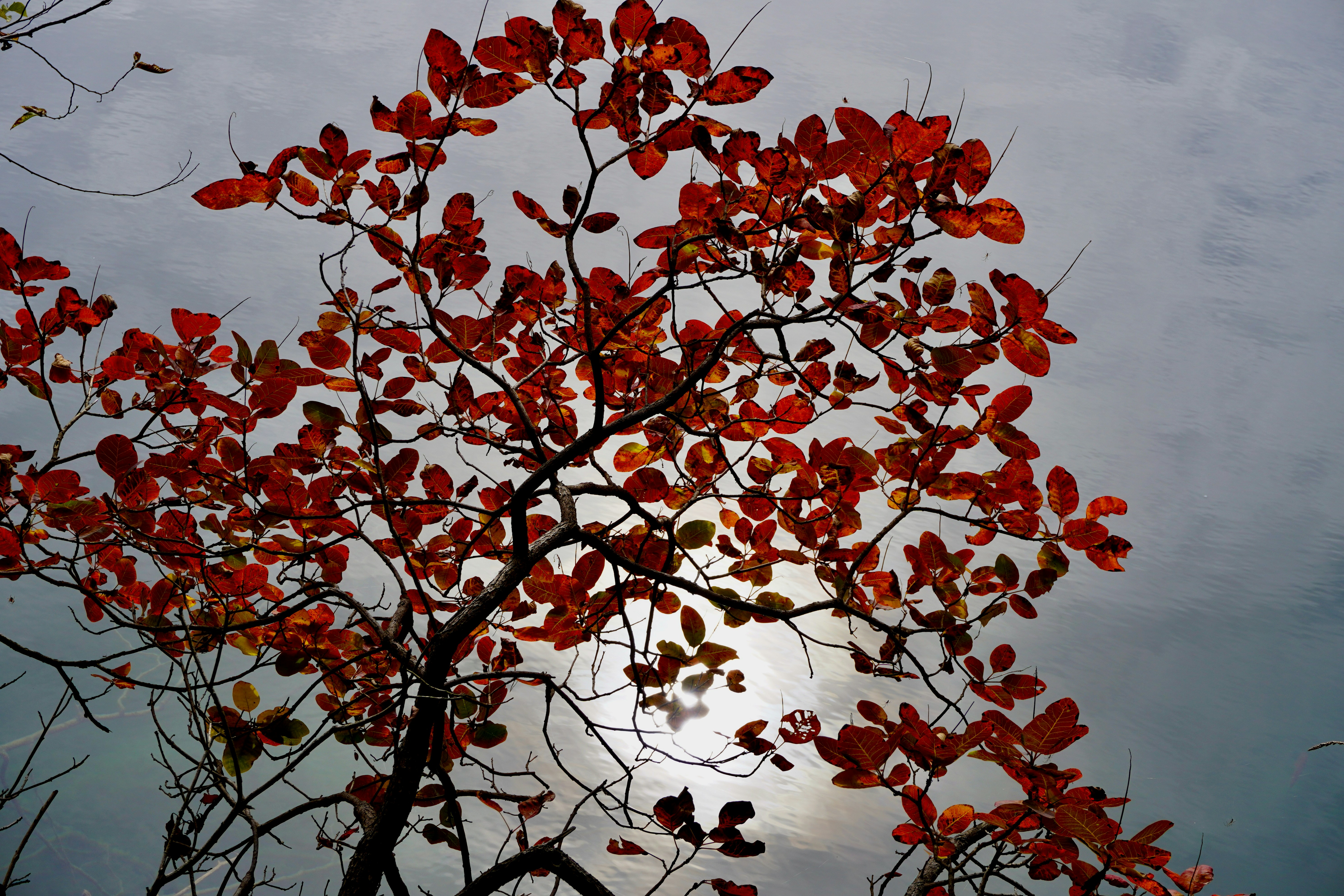 A tree with red leaves in front of a cloudy sky