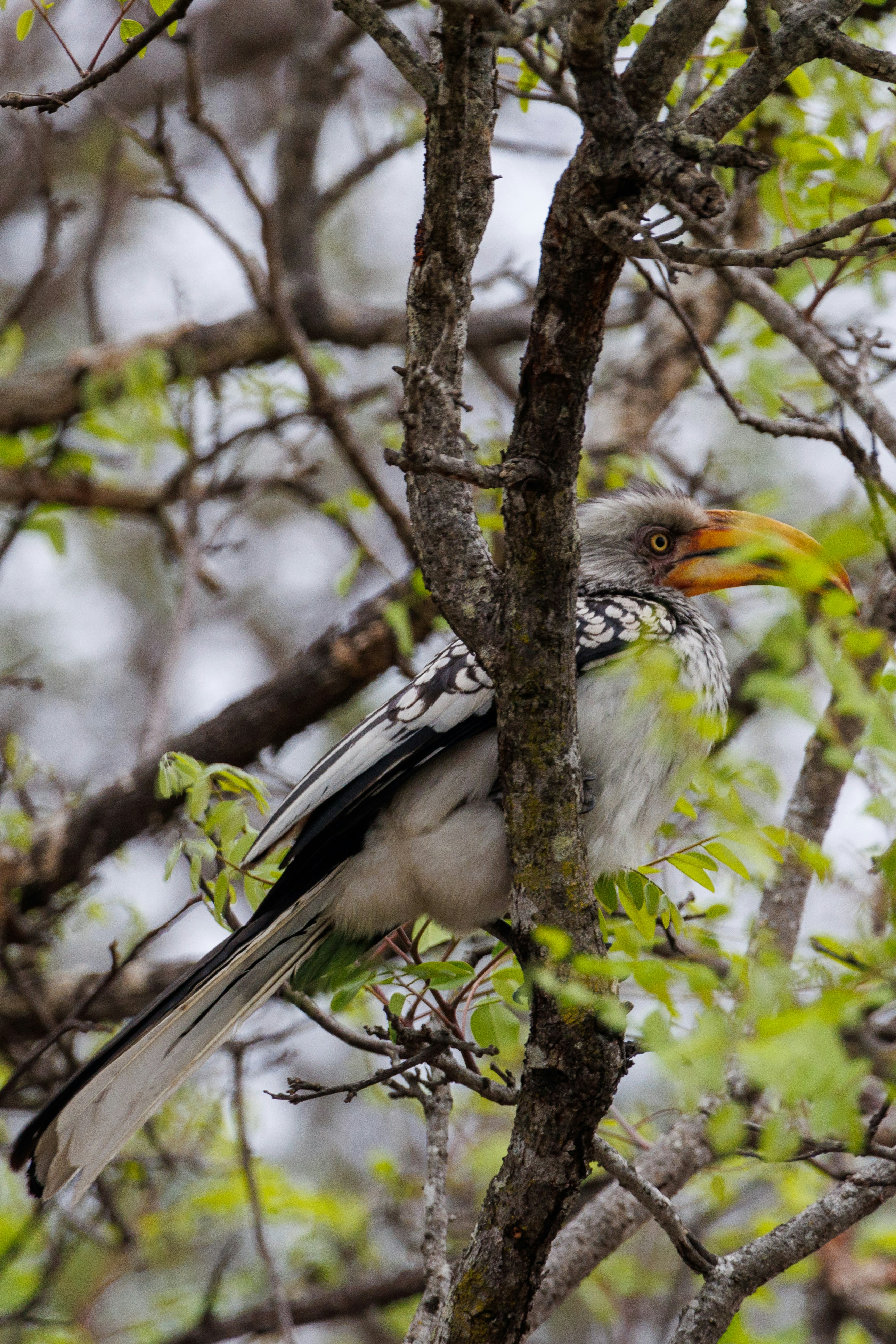 Orange-beaked Hornbill Peering Through a Tangle of Branches