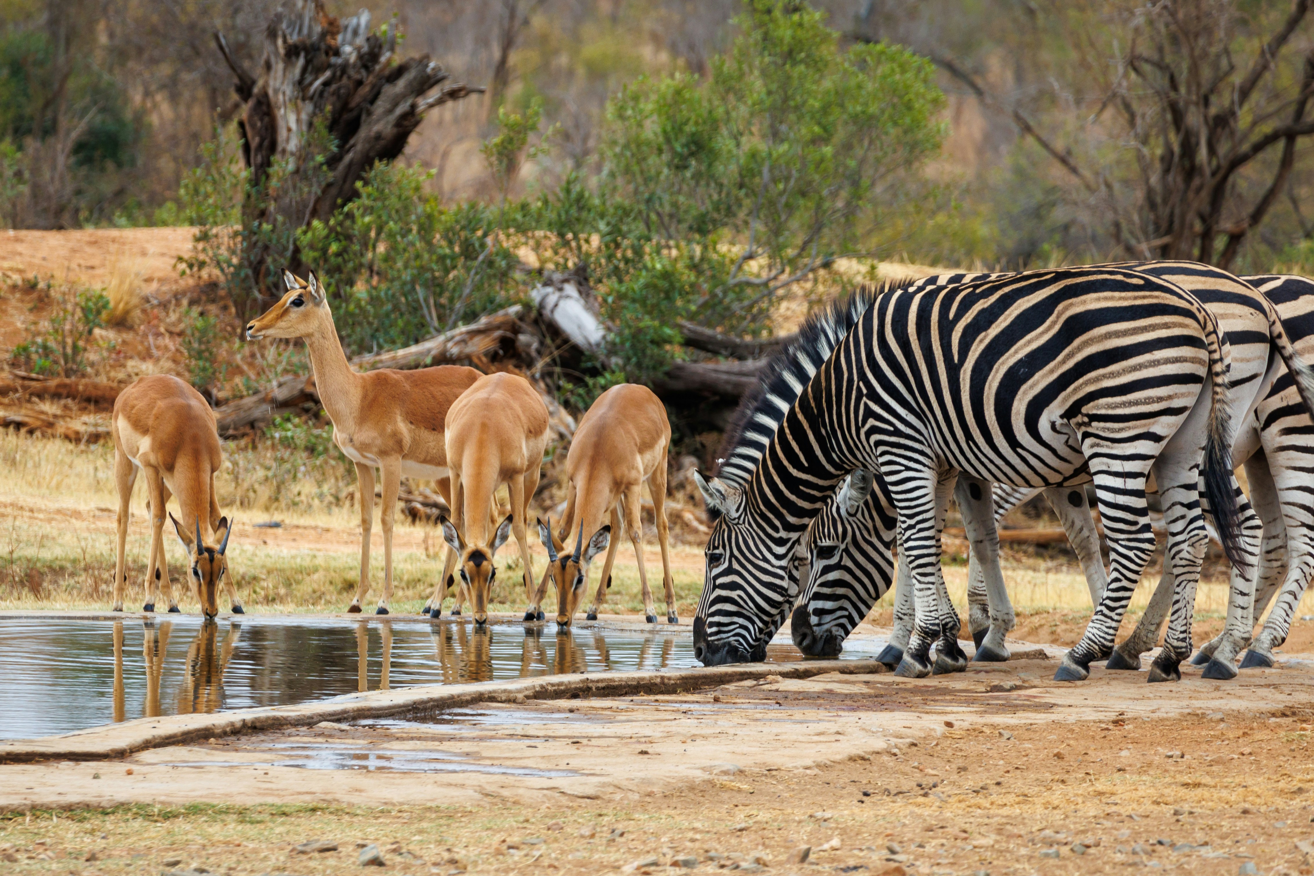 A herd of zebra drinking water from a pond photo – Free Kruger national ...