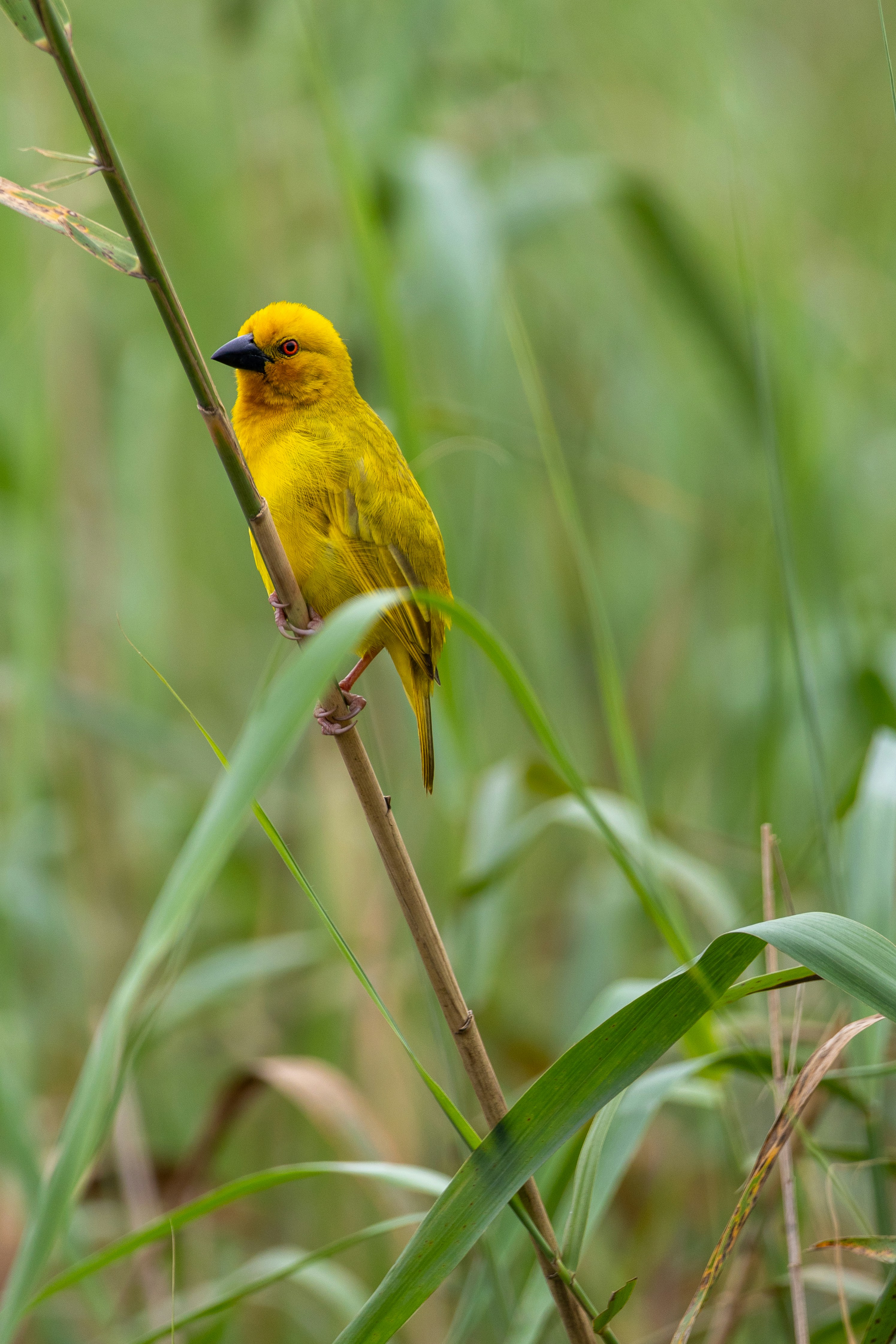 Gold on a Reed: A Yellow Warbler in Quiet Marsh Light