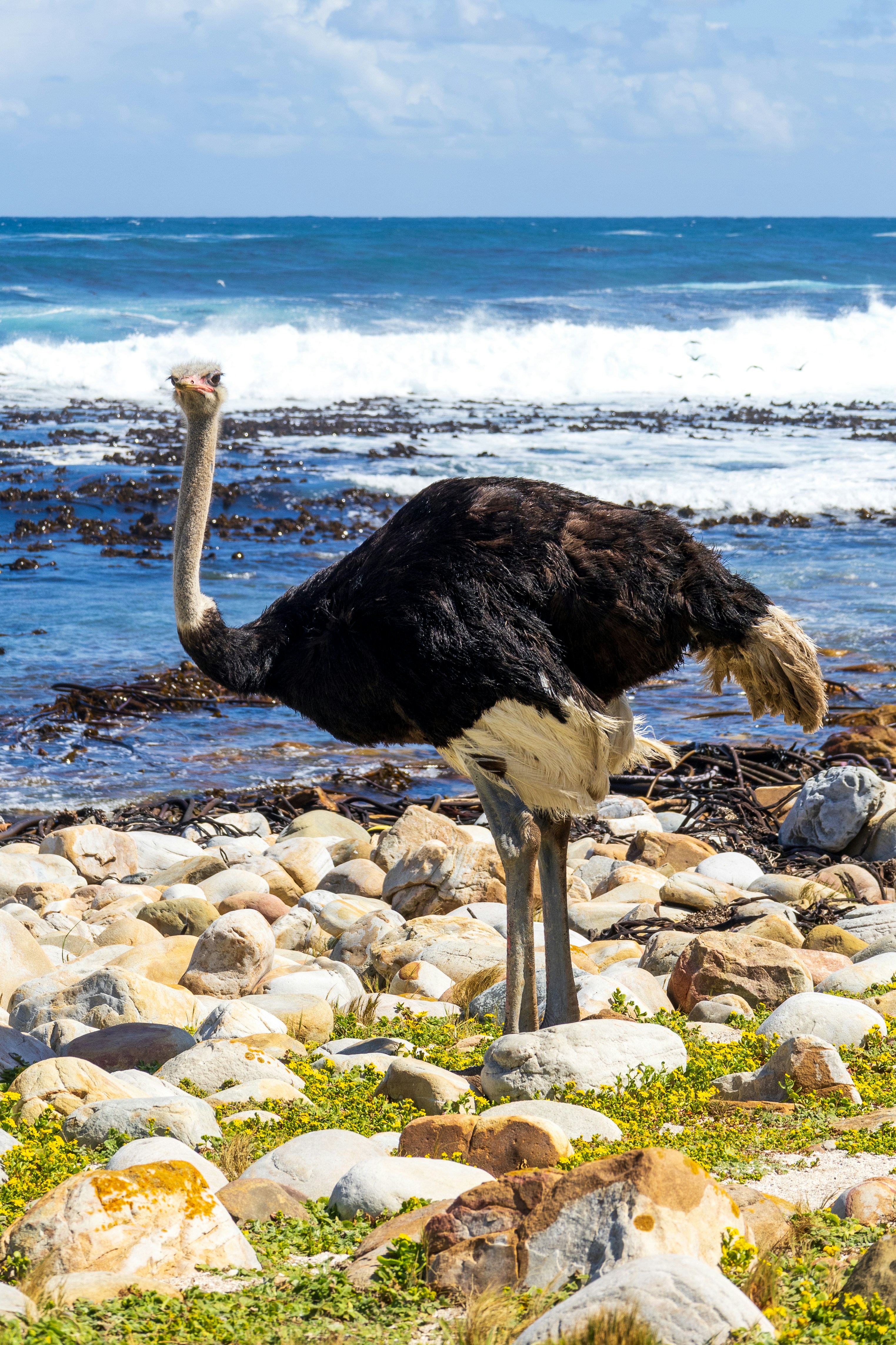 Coastal Sentinel: Ostrich Among Tide-Worn Rocks