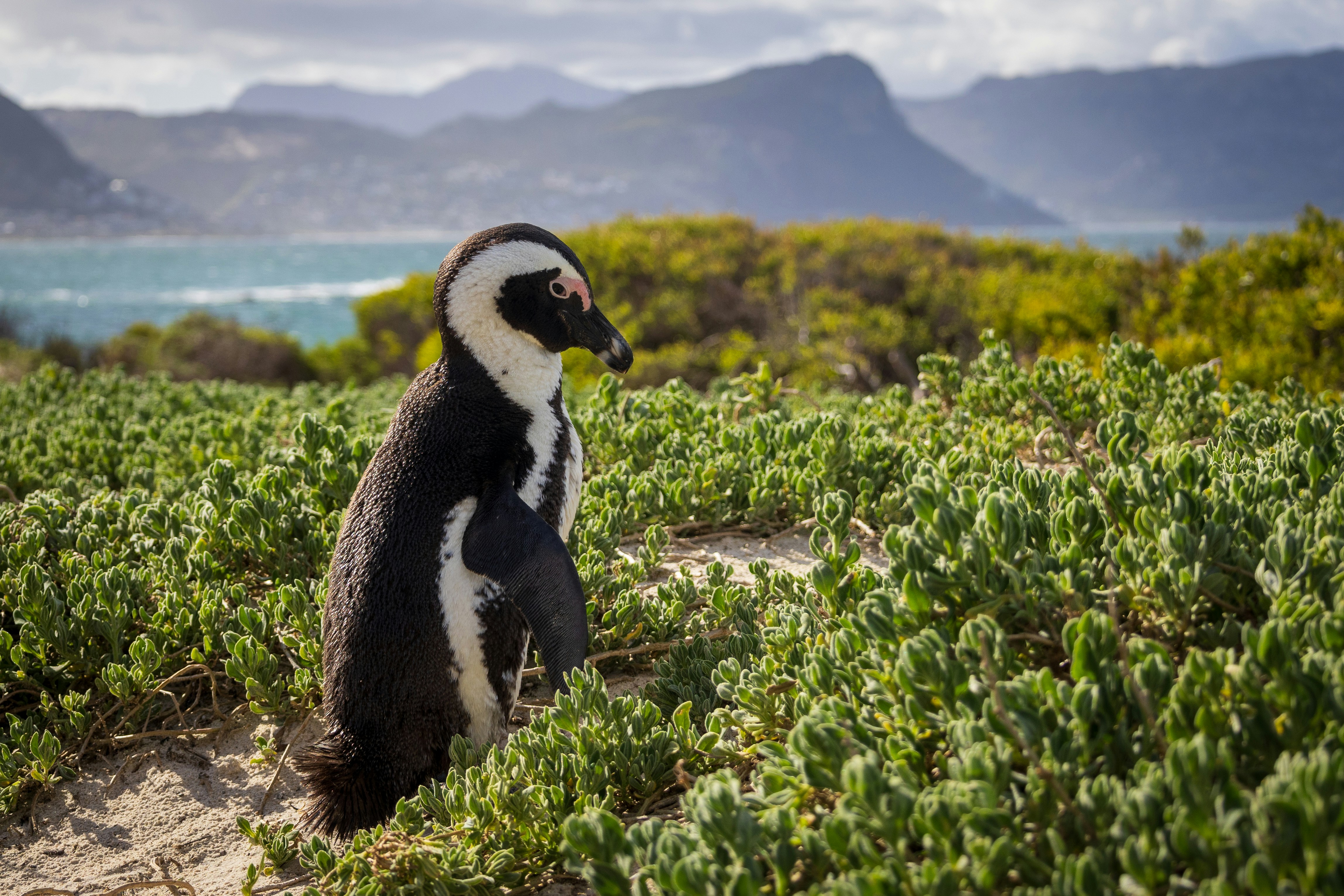 Wind-swept Dune Sentinel: African Penguin Framed by Coastal Greenery and Distant Mountains