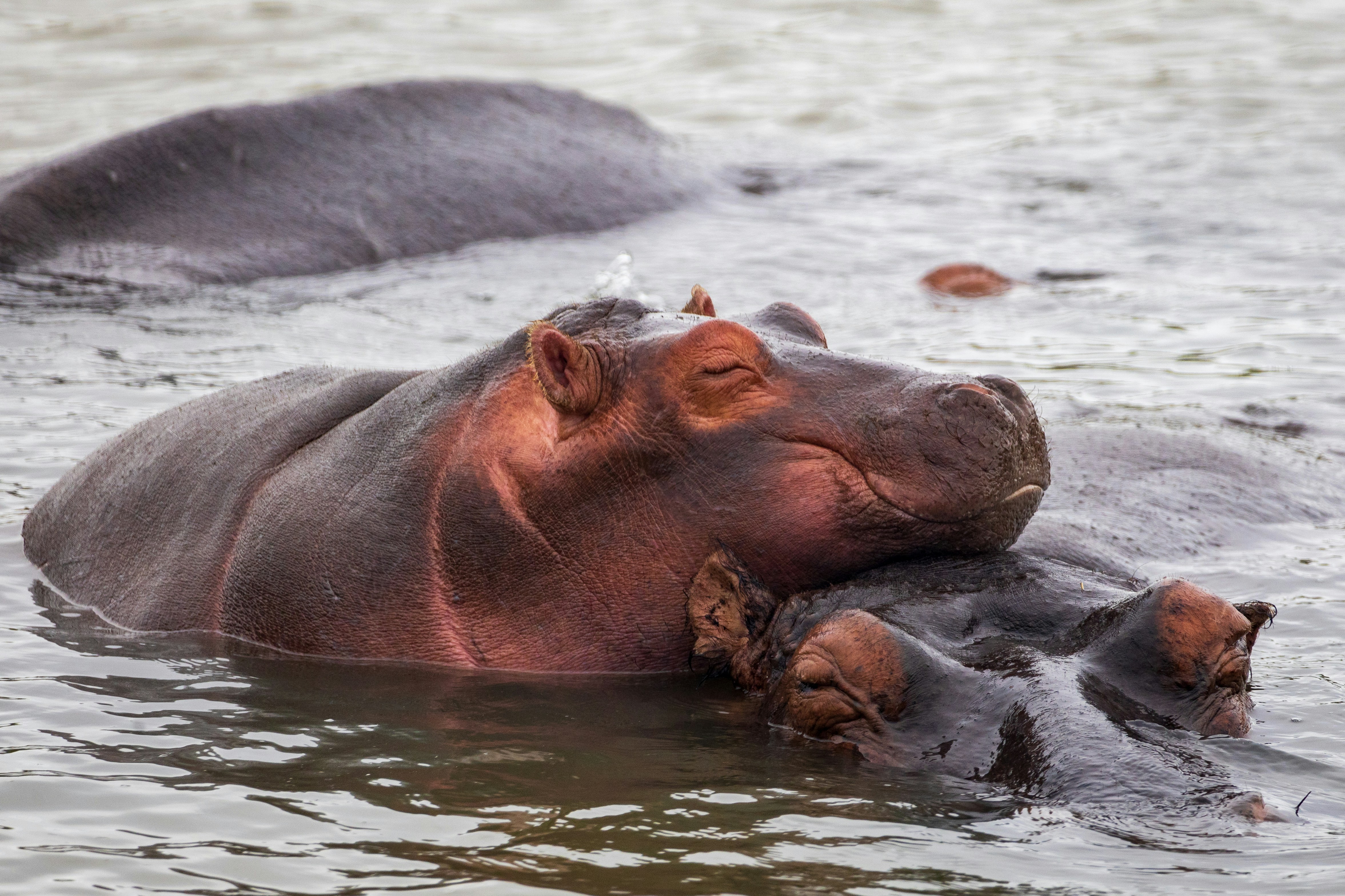 A hippopotamus is laying in the water photo – Free Isimangaliso wetland ...