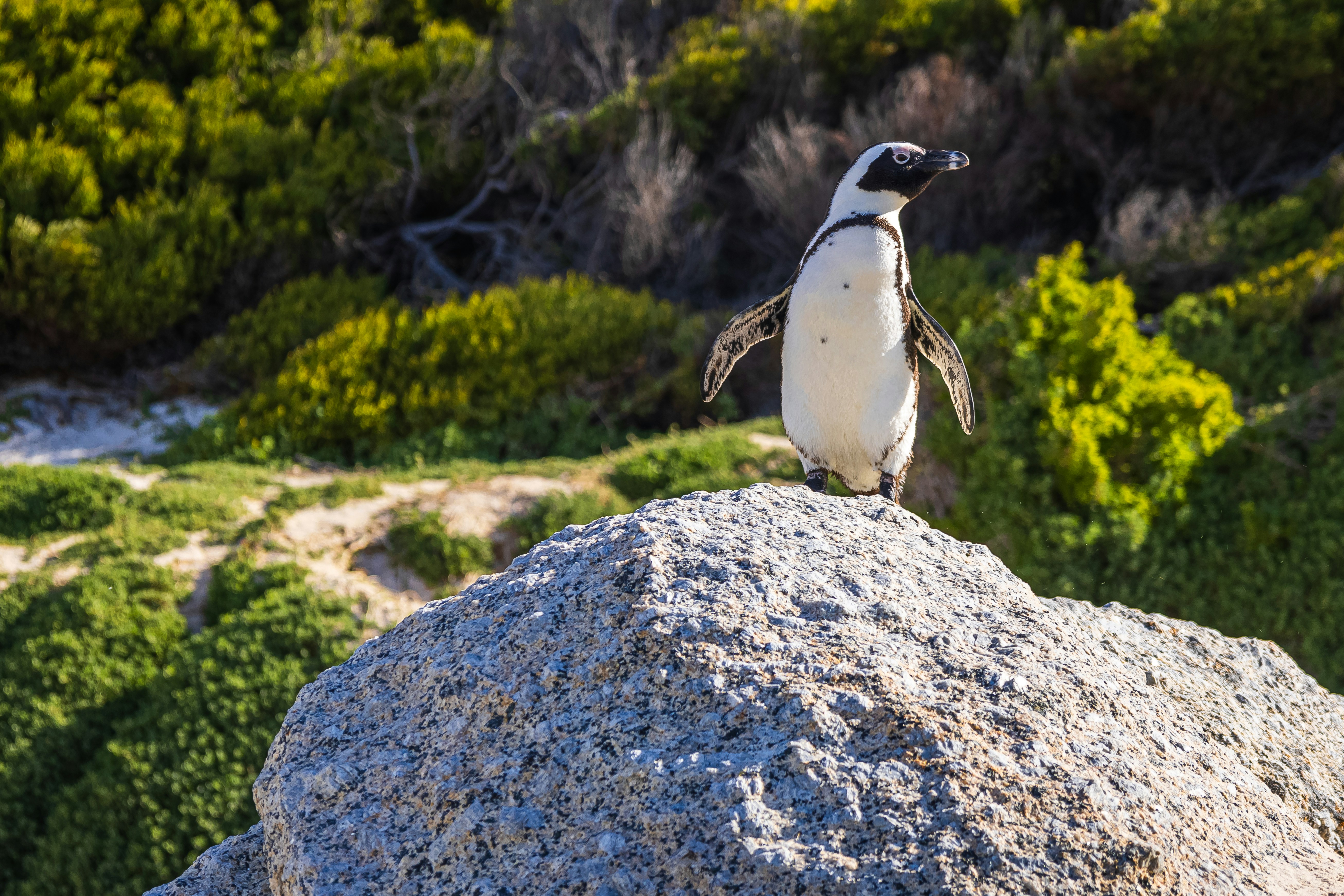 Chinstrap Penguin on a Granite Boulder, Watching the Shore