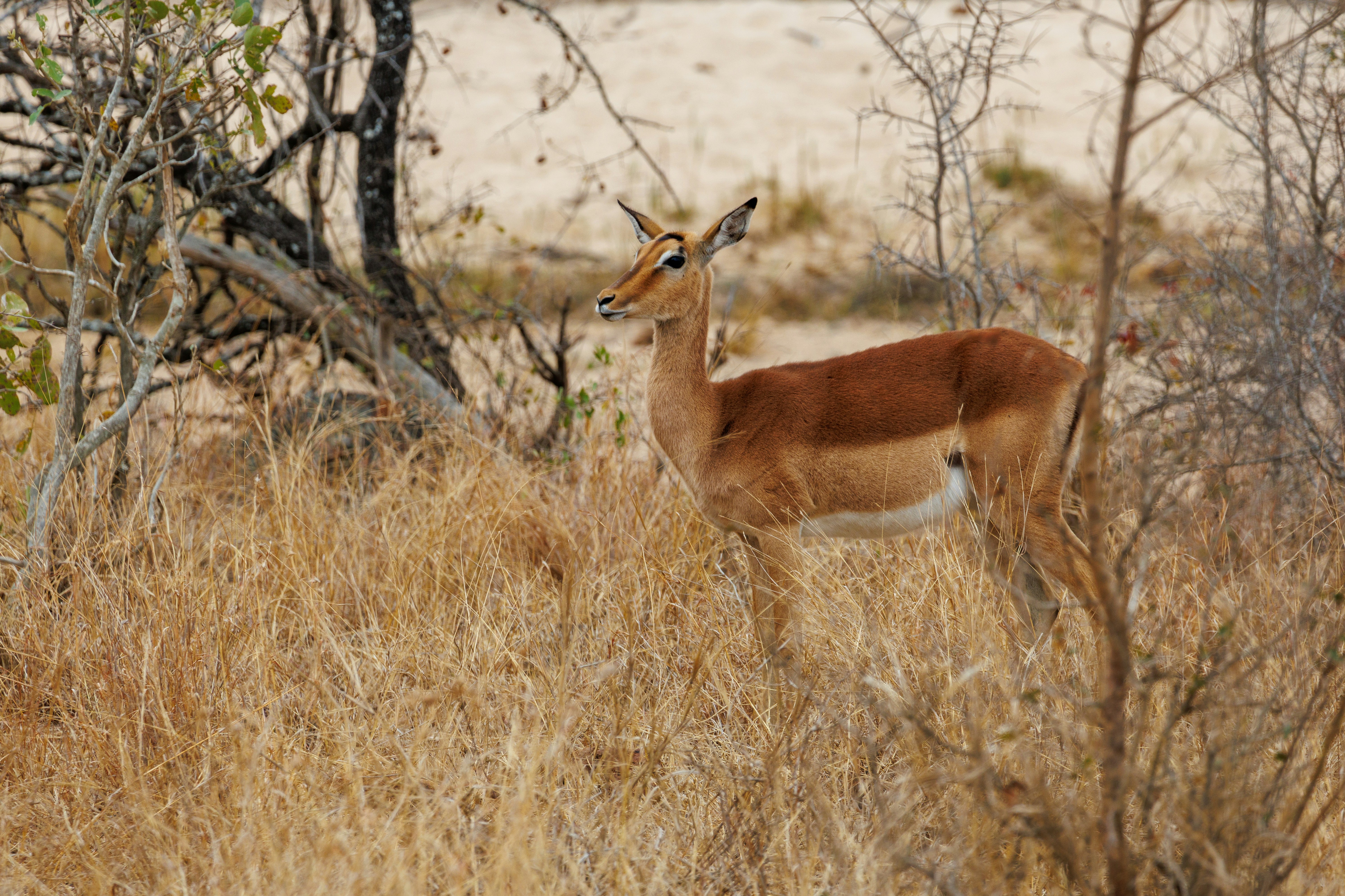 A gazelle standing in a field of dry grass photo – Free Kruger national ...