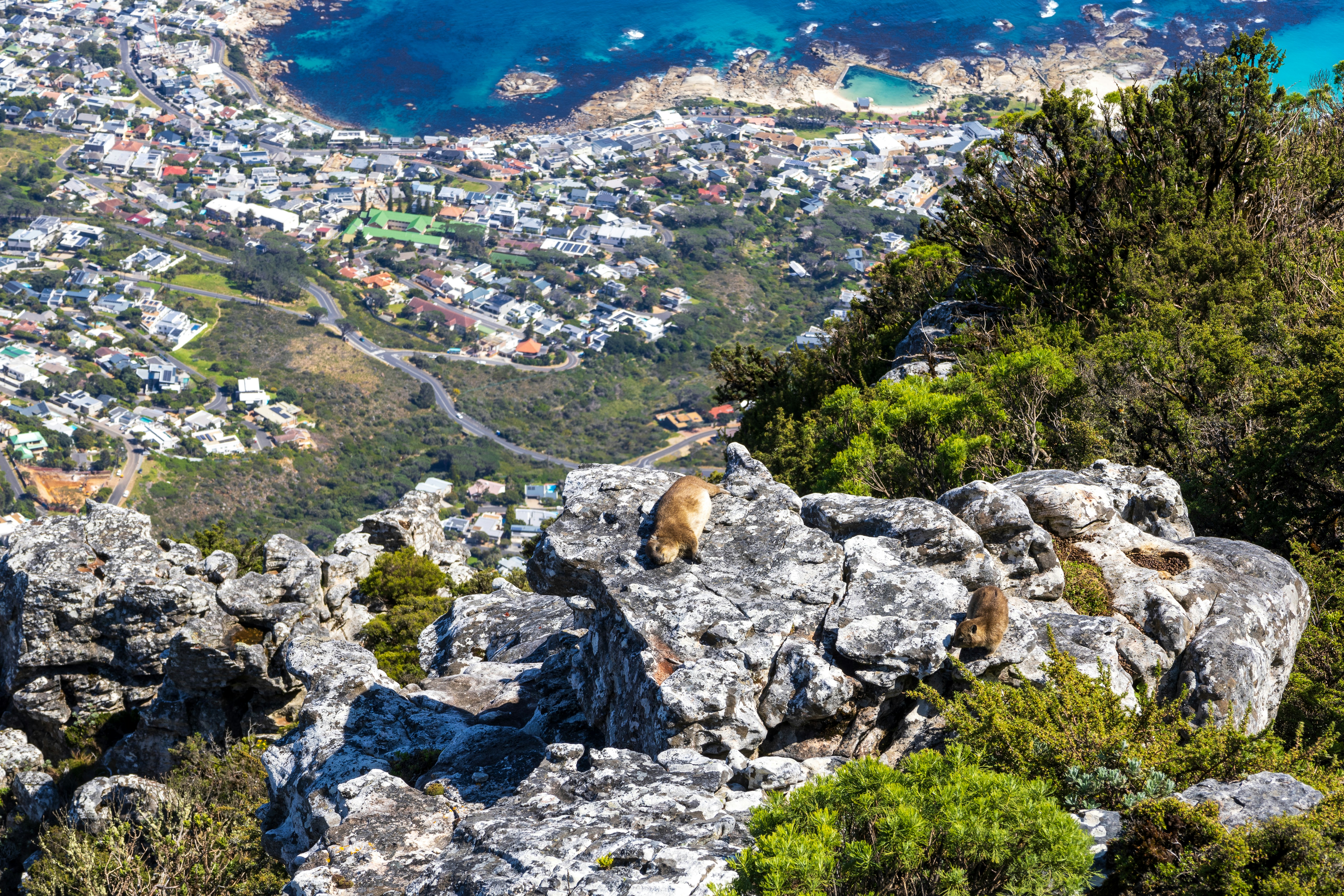 Solitary Cliff Sentinel: a small mammal surveys the turquoise coast from sunlit rocks