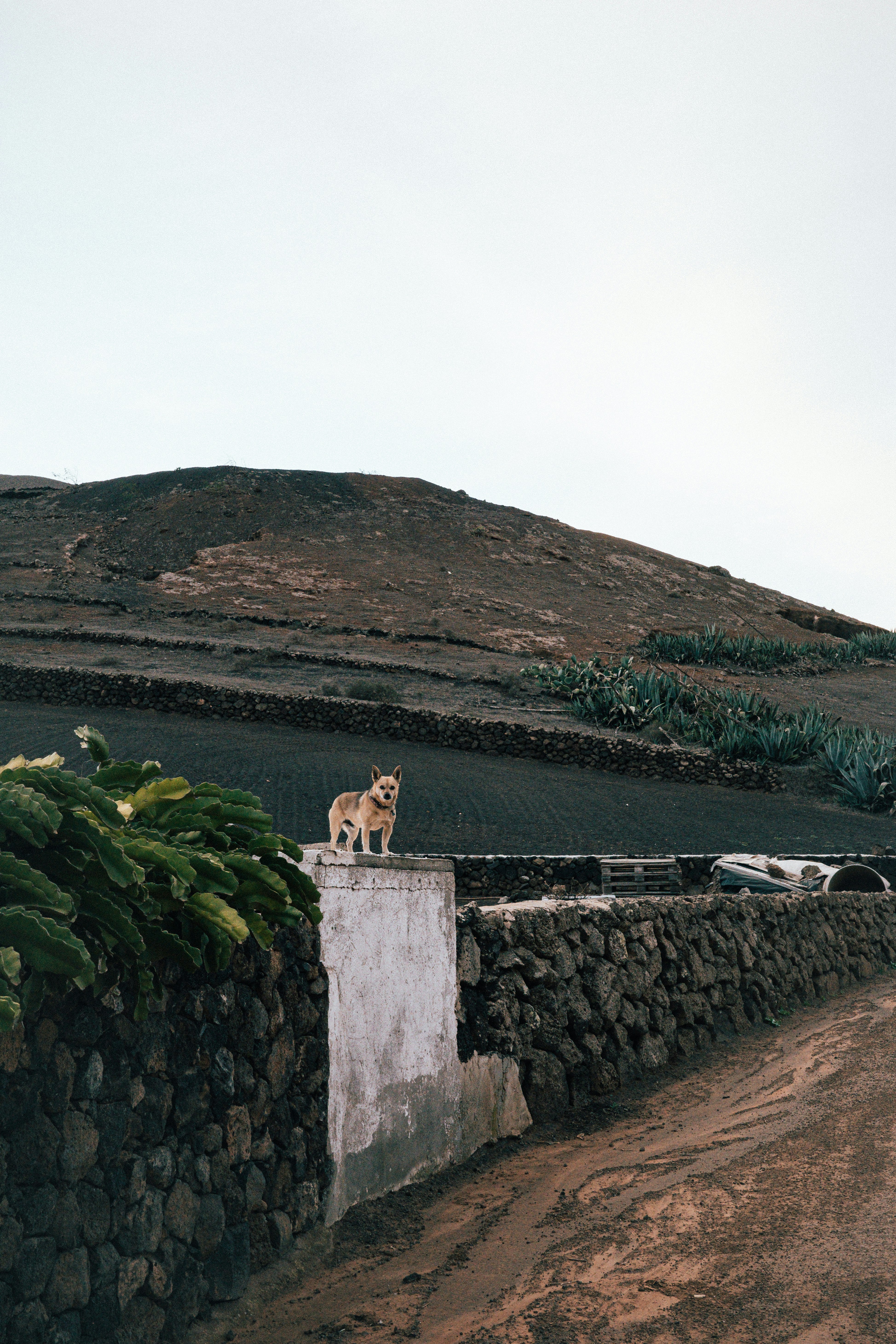 Lone canine on a stone ledge overlooking a rugged hillside