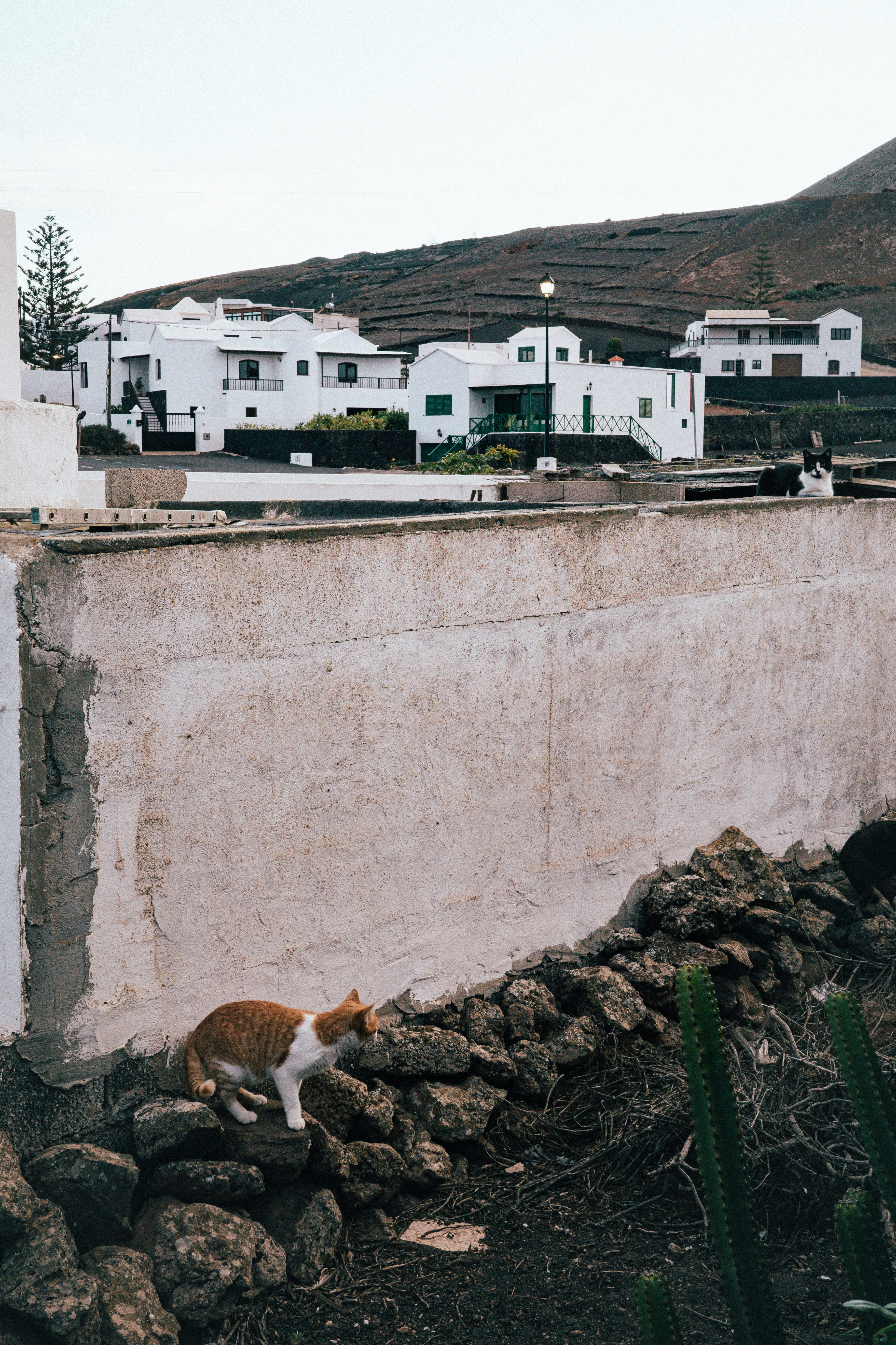 Ginger Cat Among the Rocks: A Quiet Cliffside Village Portrait