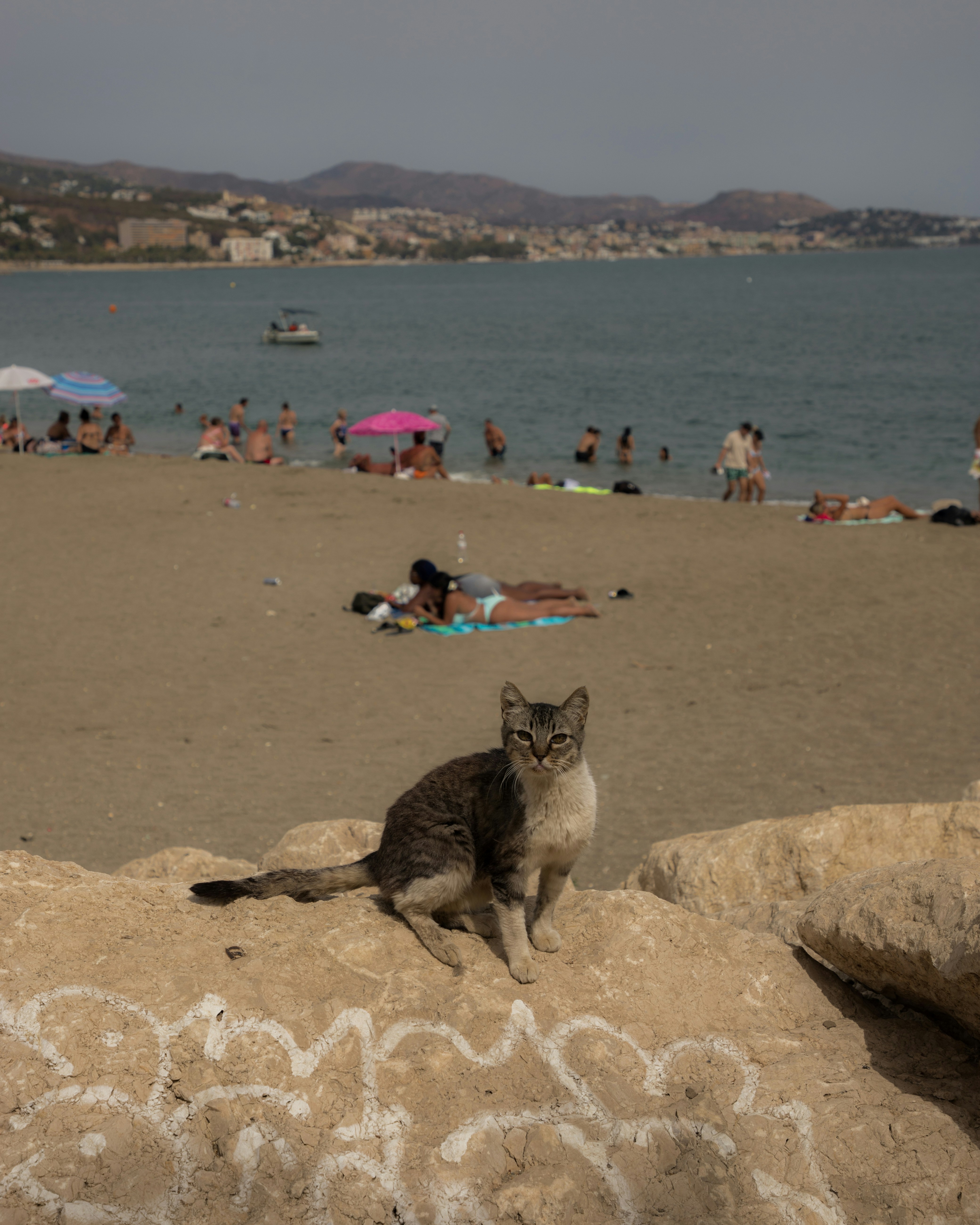 Beachside Vigil: a cat perched on sun-washed rocks amid a busy shoreline