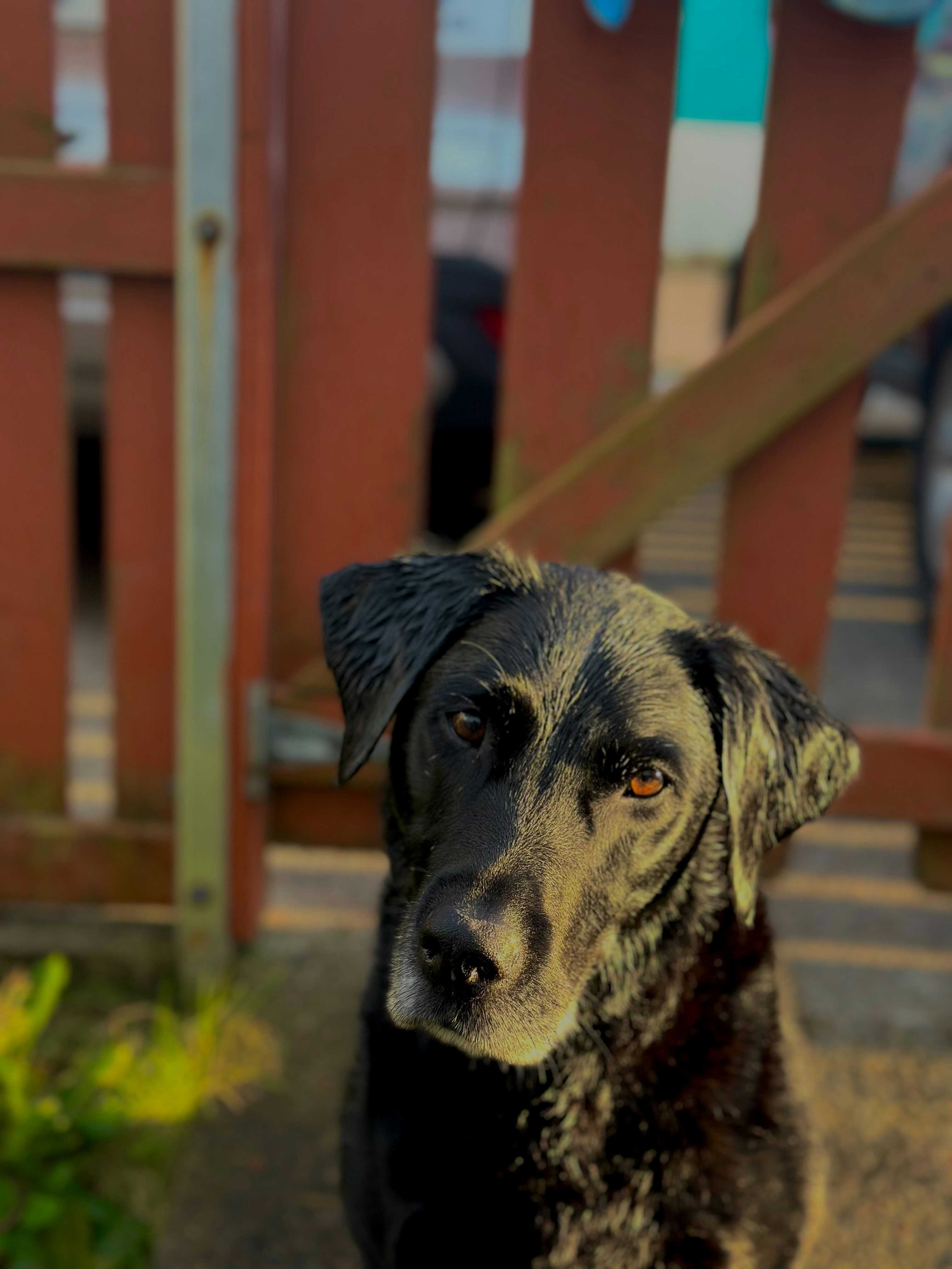 Amber-Eyed Portrait Between Porch Rails