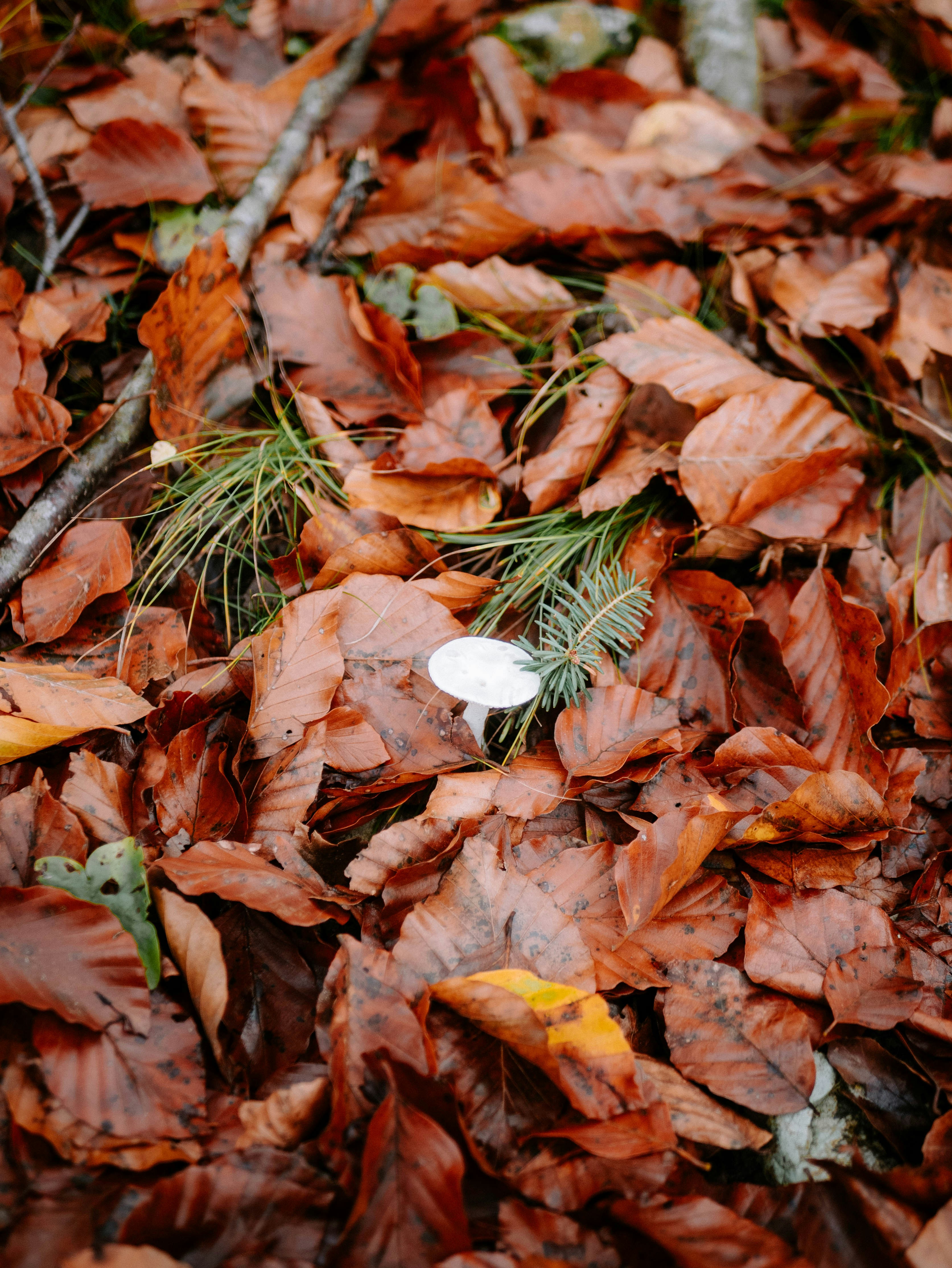 White Disc on a Crimson Autumn Carpet