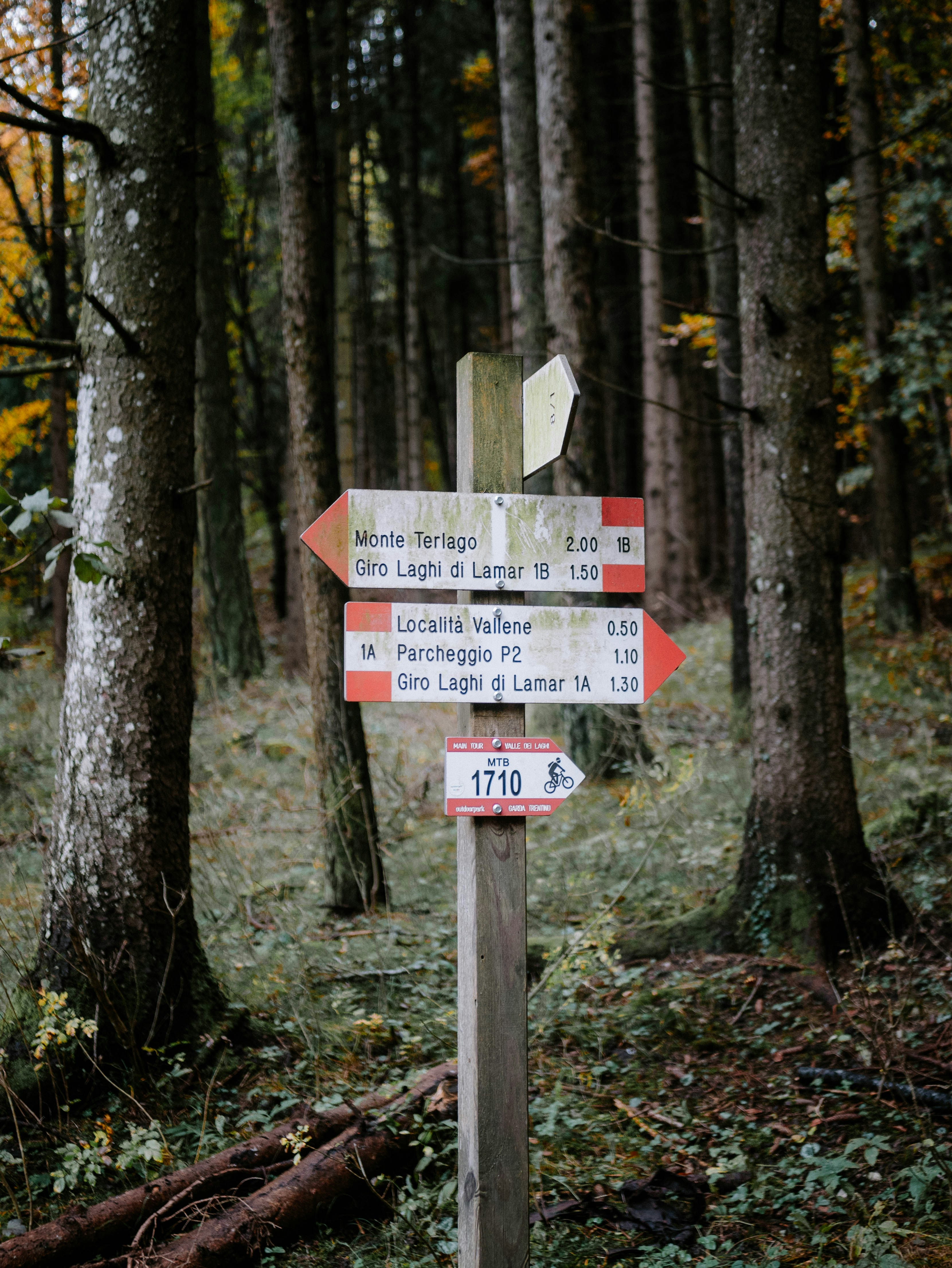 Autumn Signpost Among Quiet Conifers