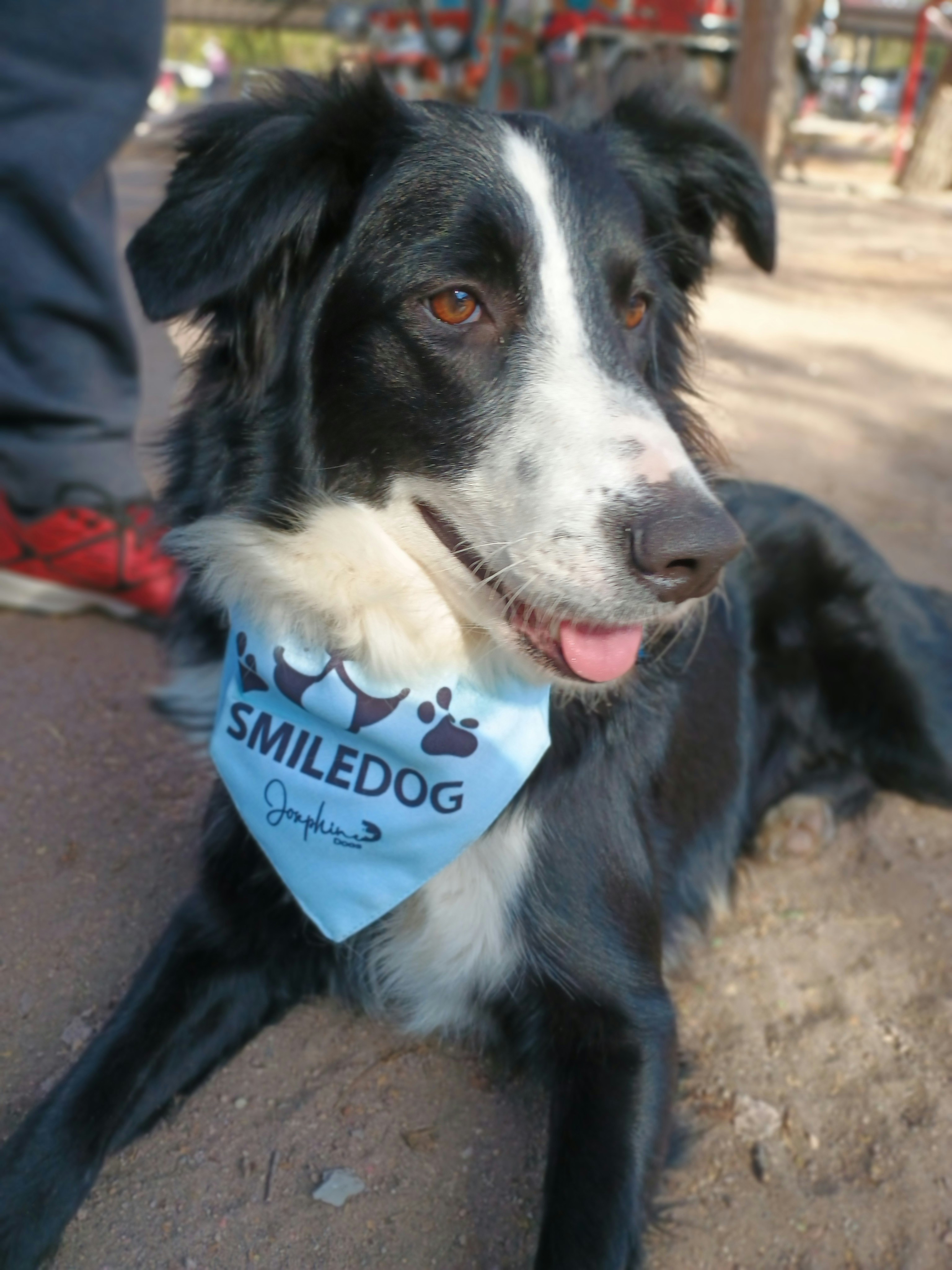 A black and white dog with a bandana on