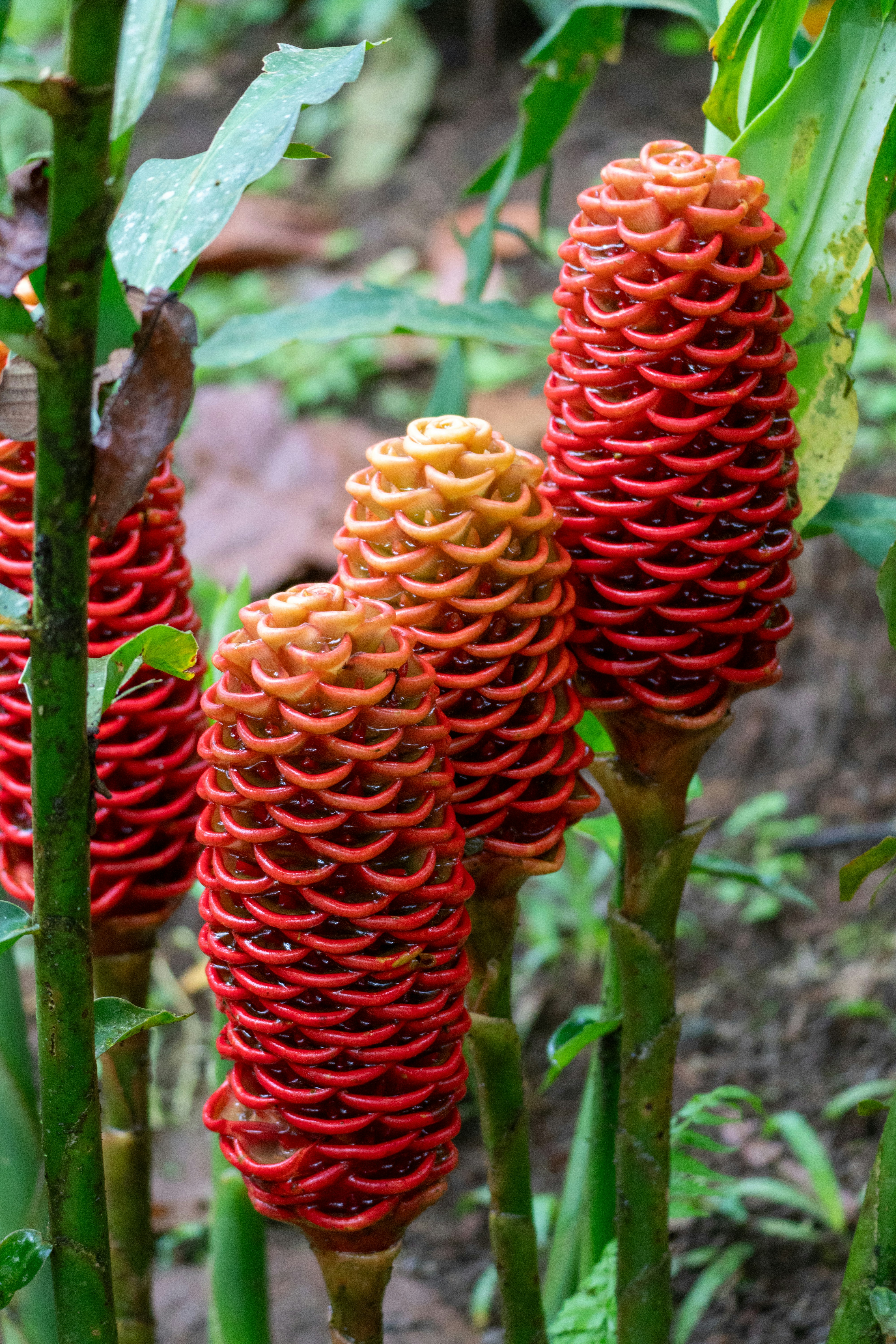 Three Fire-Tisted Inflorescences: A Tropical Red-Burnished Cone
