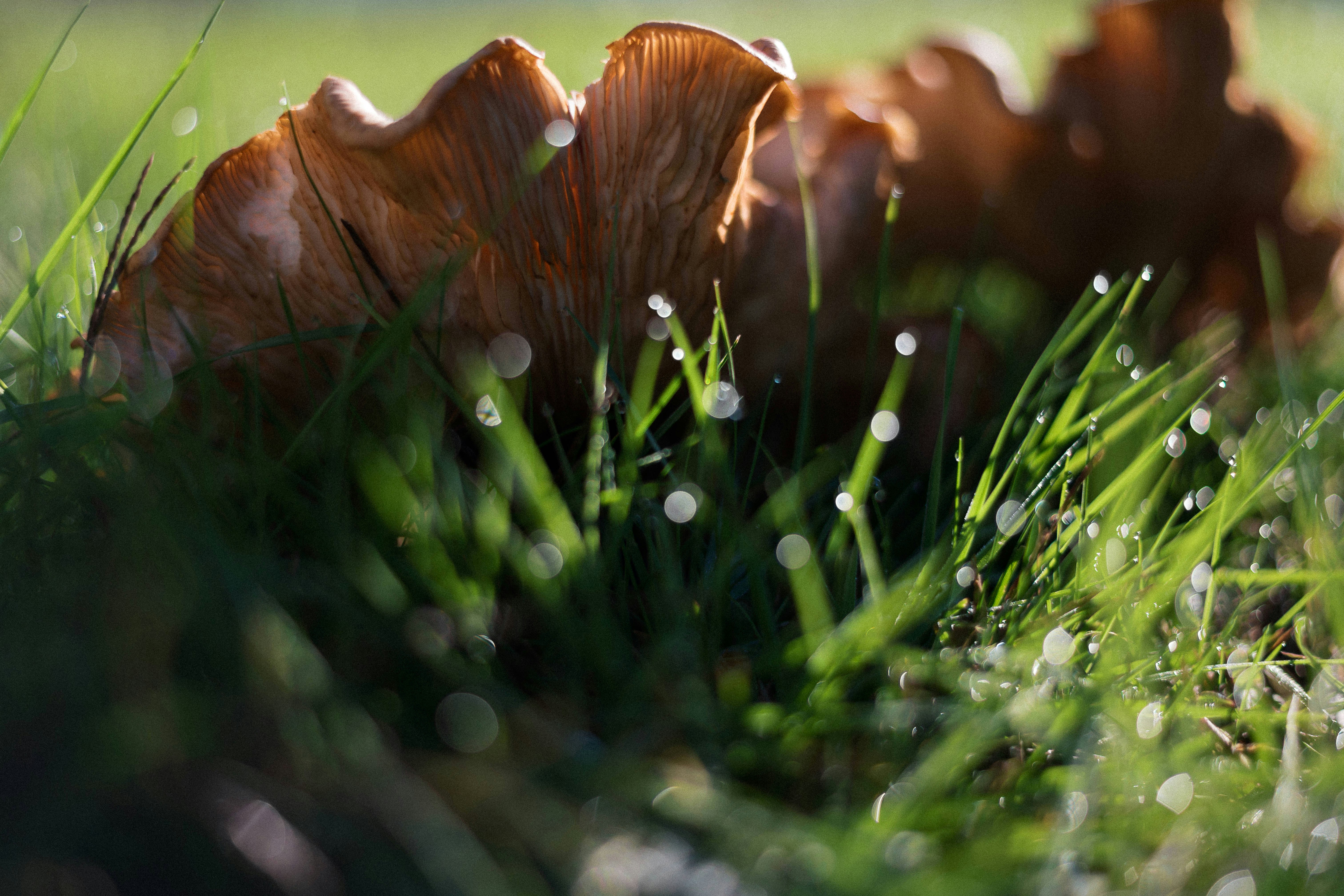 Dew-Kissed Mushroom at the Margin of Morning Light