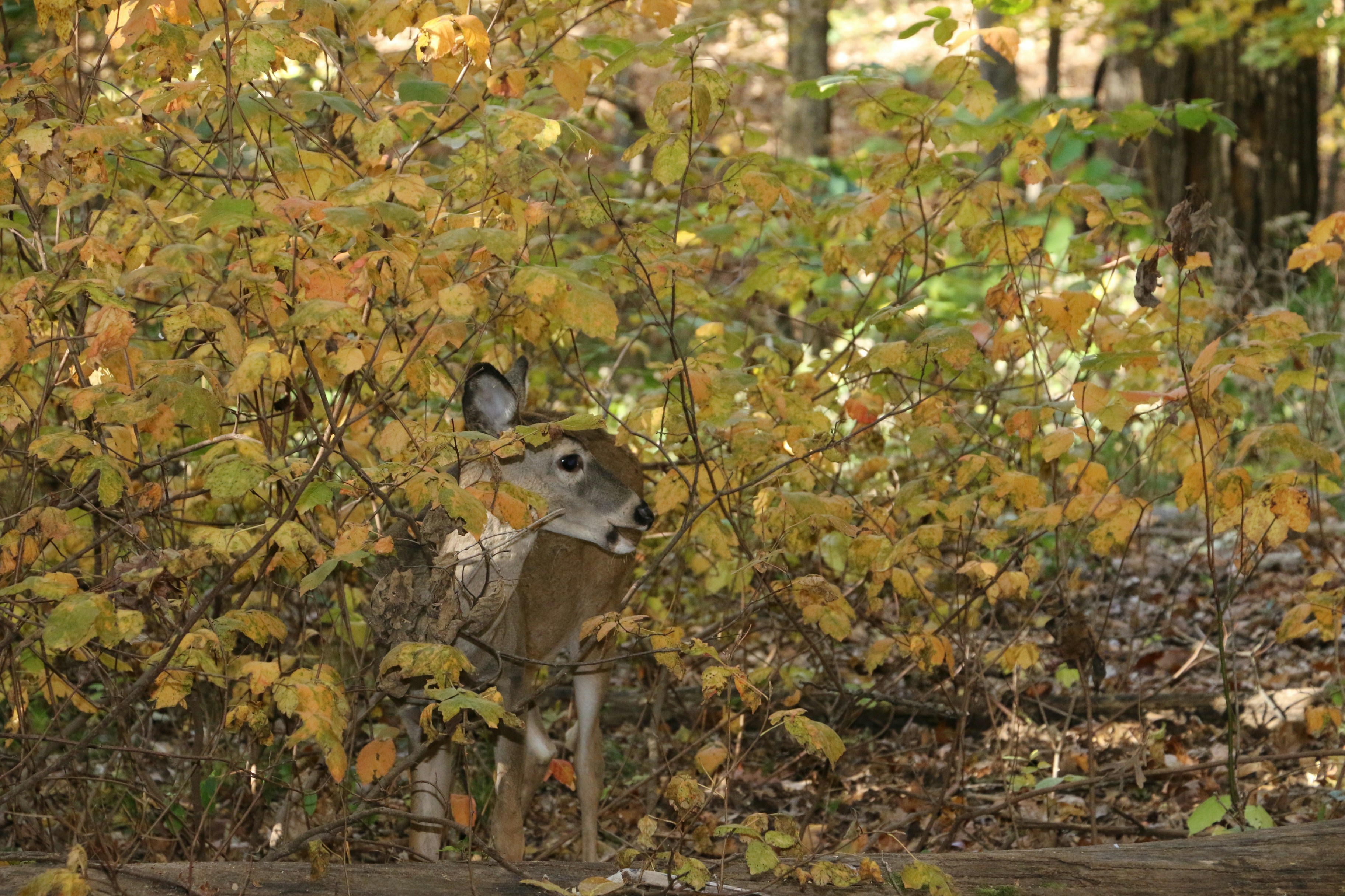 Hidden Fawn in Autumn's Embrace