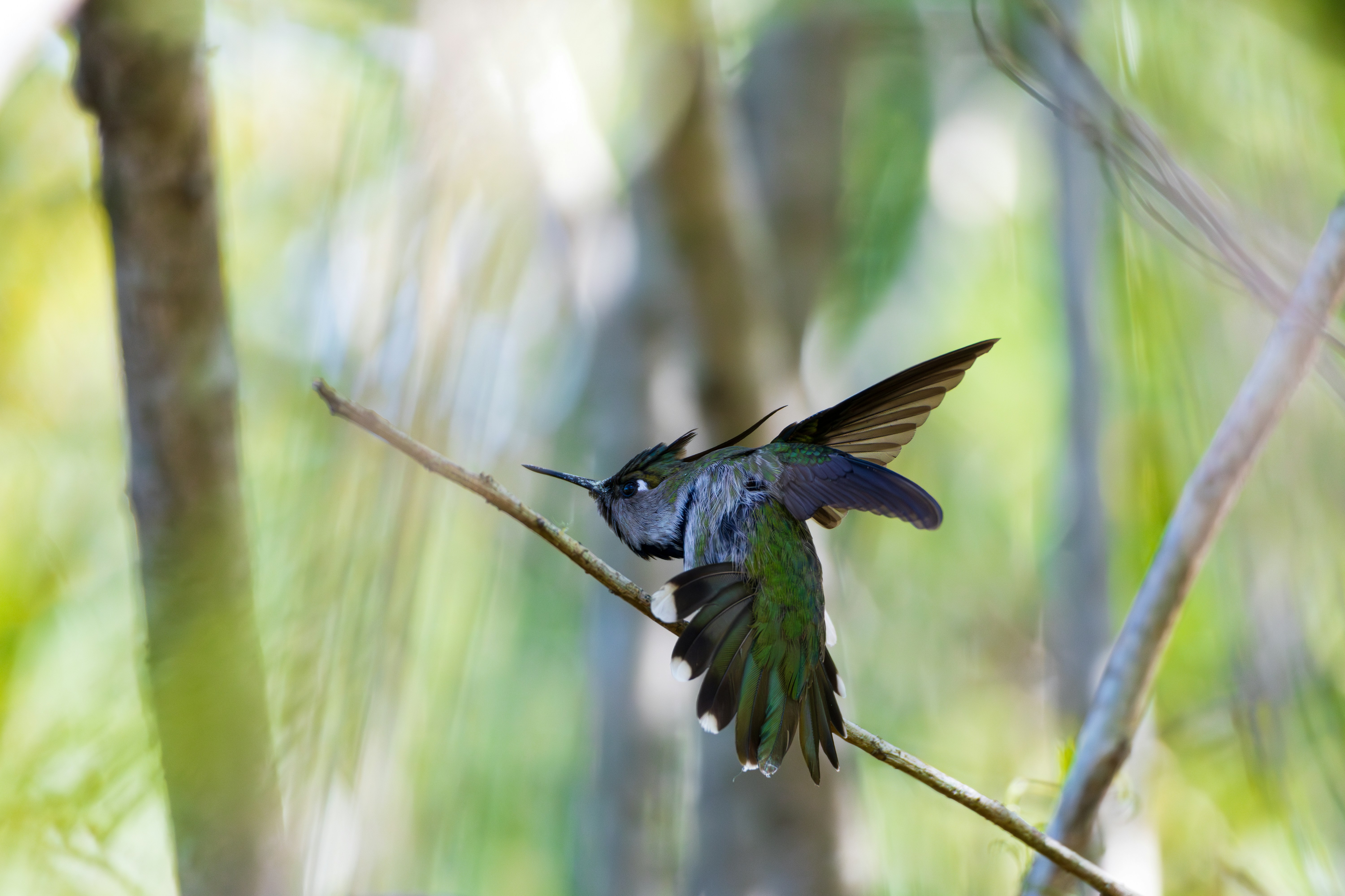 A small bird flying through a forest filled with trees