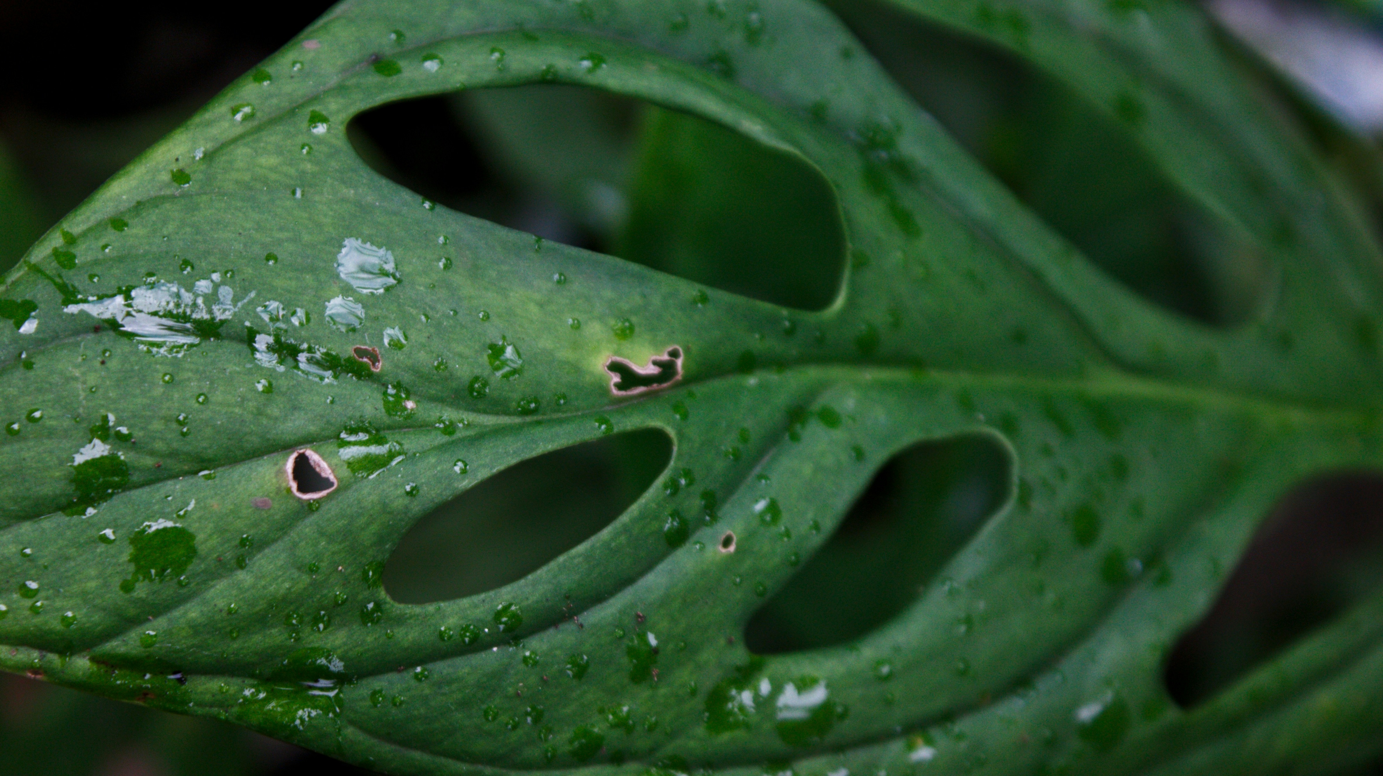 Veined Green: Water Droplets and Holes on a Monstera Leaf