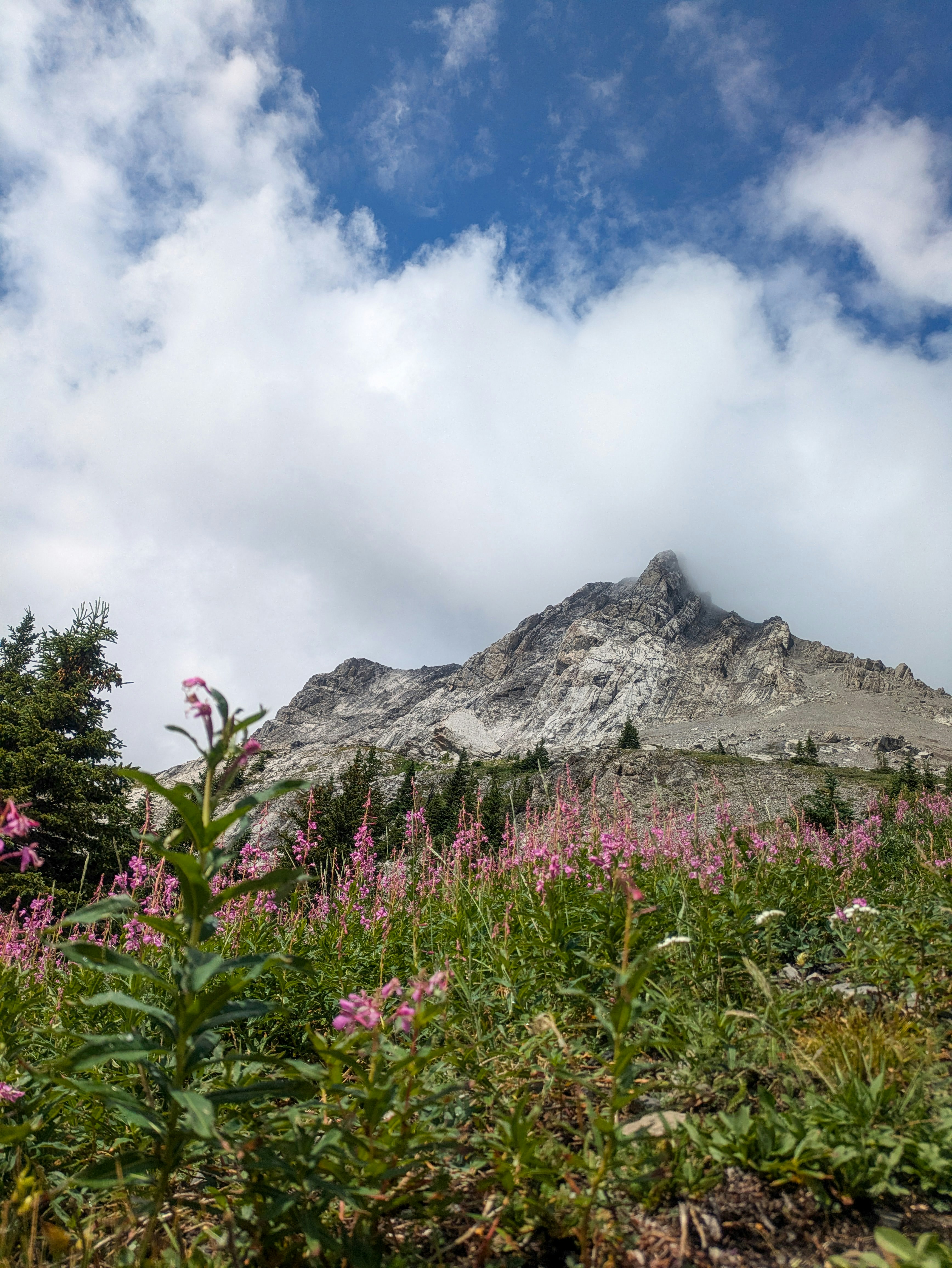 Along our long climb crossing the North Kananaskis Pass during summer, we were amazed at the variety of flowers growing in the high altitudes. These beautiful flowers made the demanding hike so much more rewarding.
