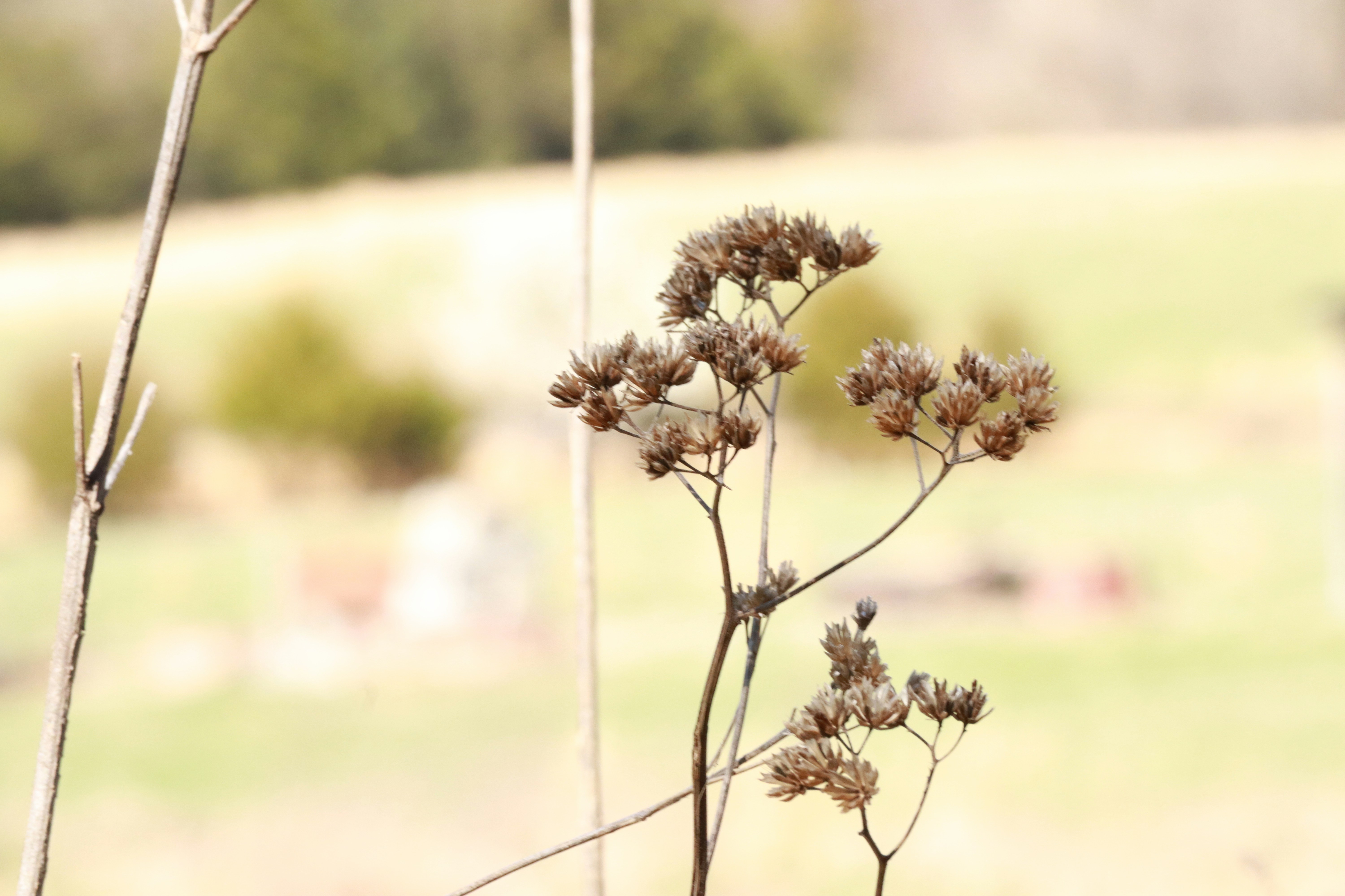 A wild Tennessee weed flower goes to seed, and yet it's still beautiful.