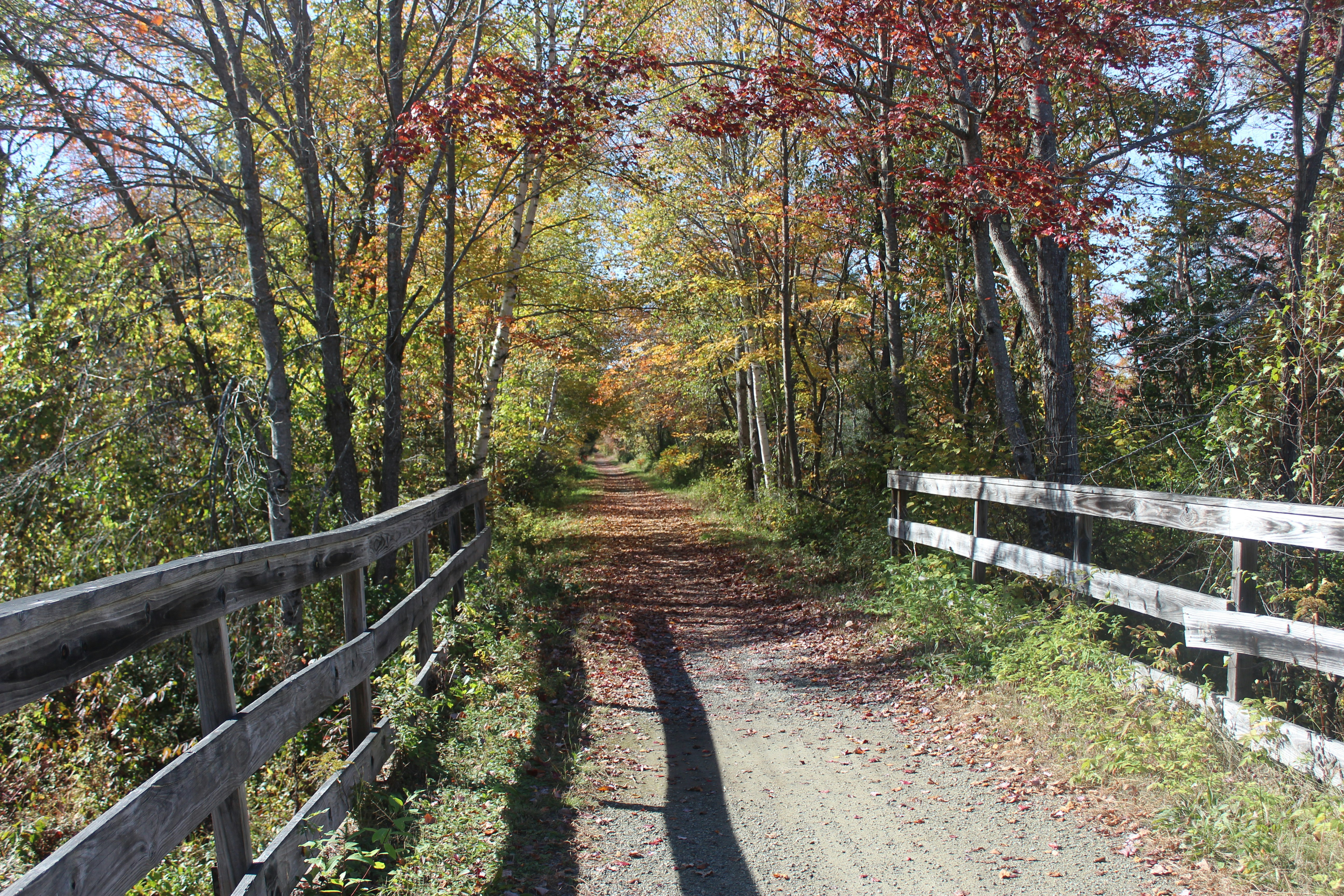 Sunlit trail flanked by vibrant autumn foliage with wooden railings lining each side.