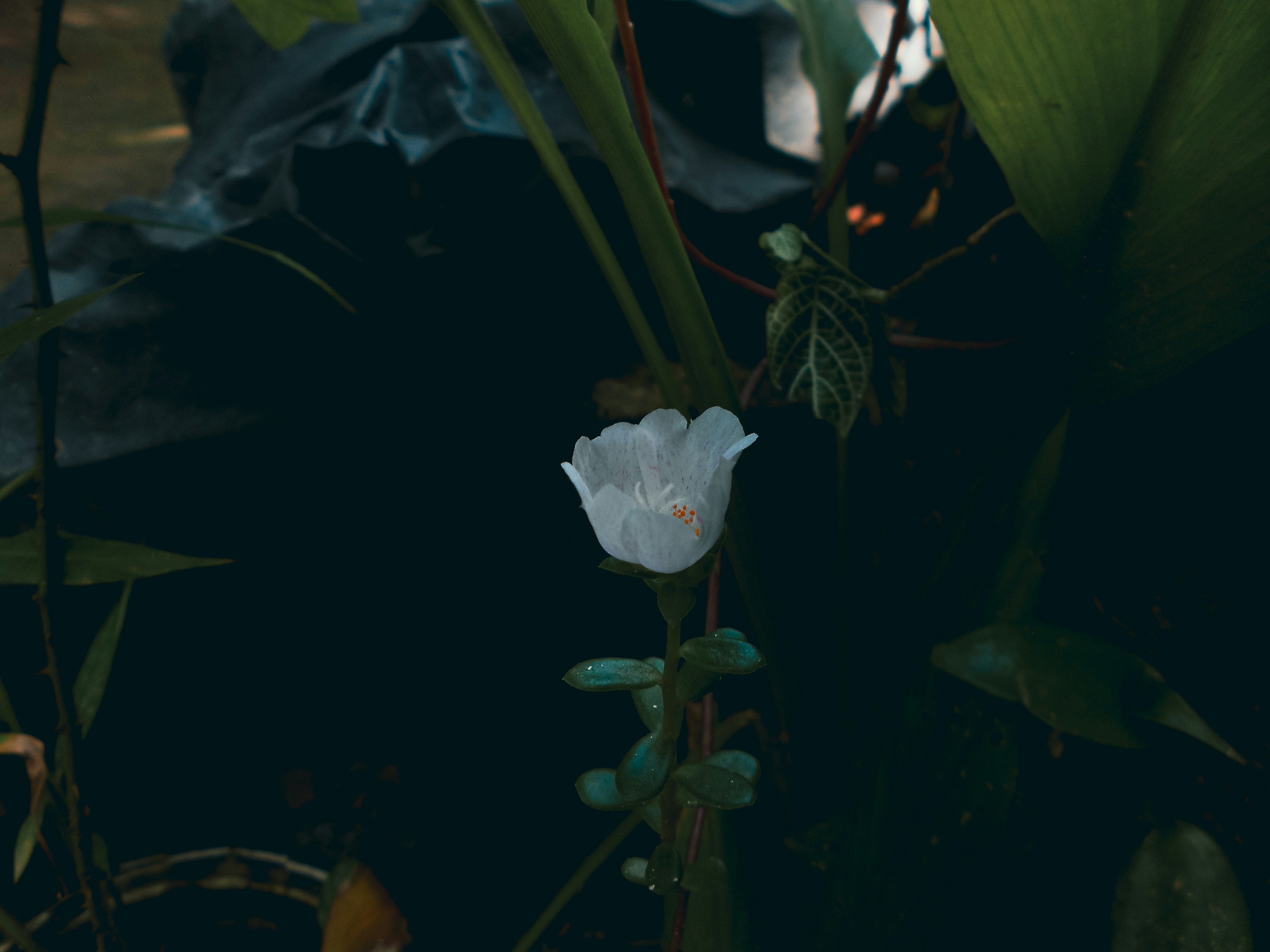 Sample photo from Nikon Coolpix S2600