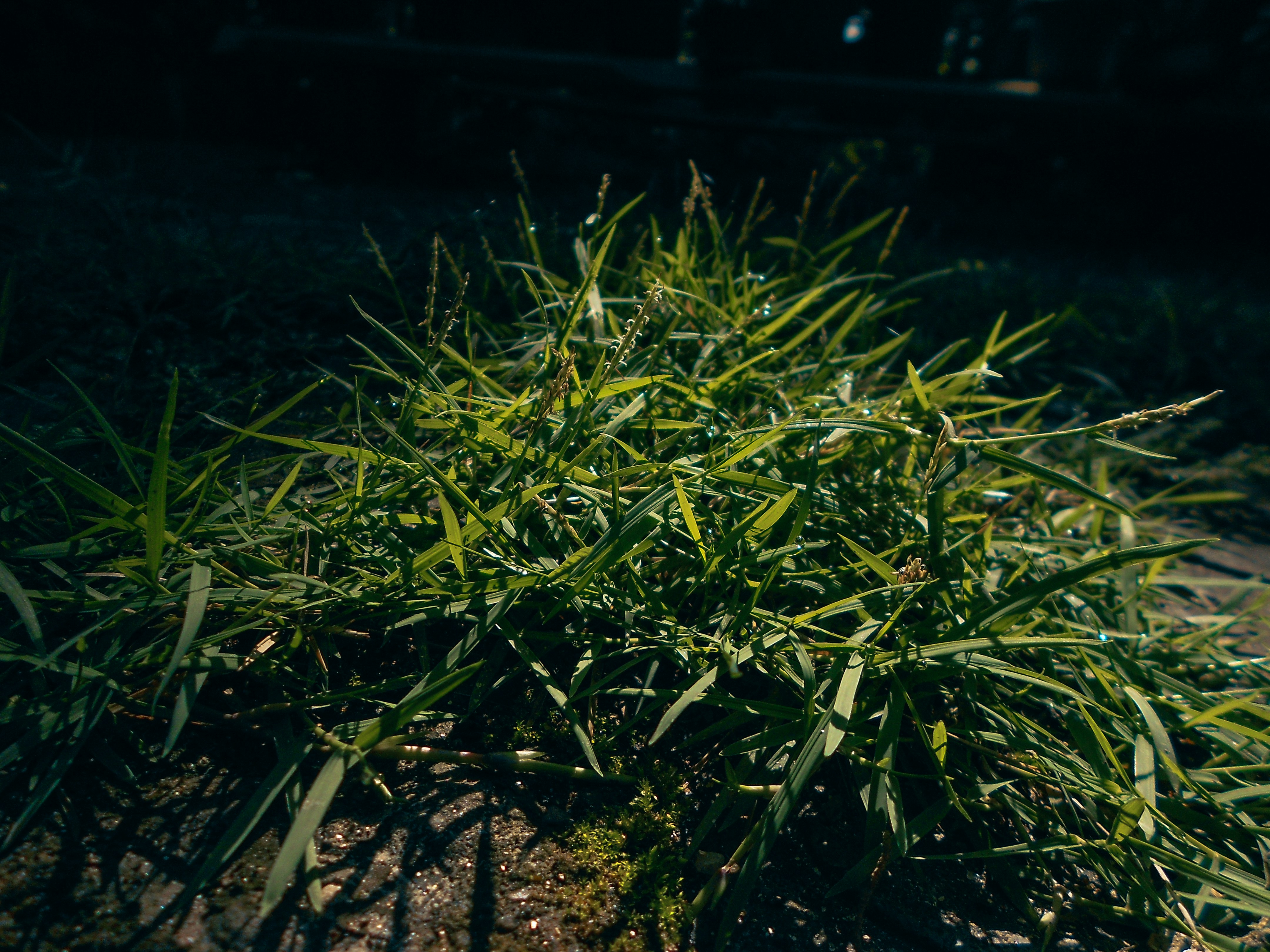 A small bush with green leaves in the dark photo – Free Grass Image on ...