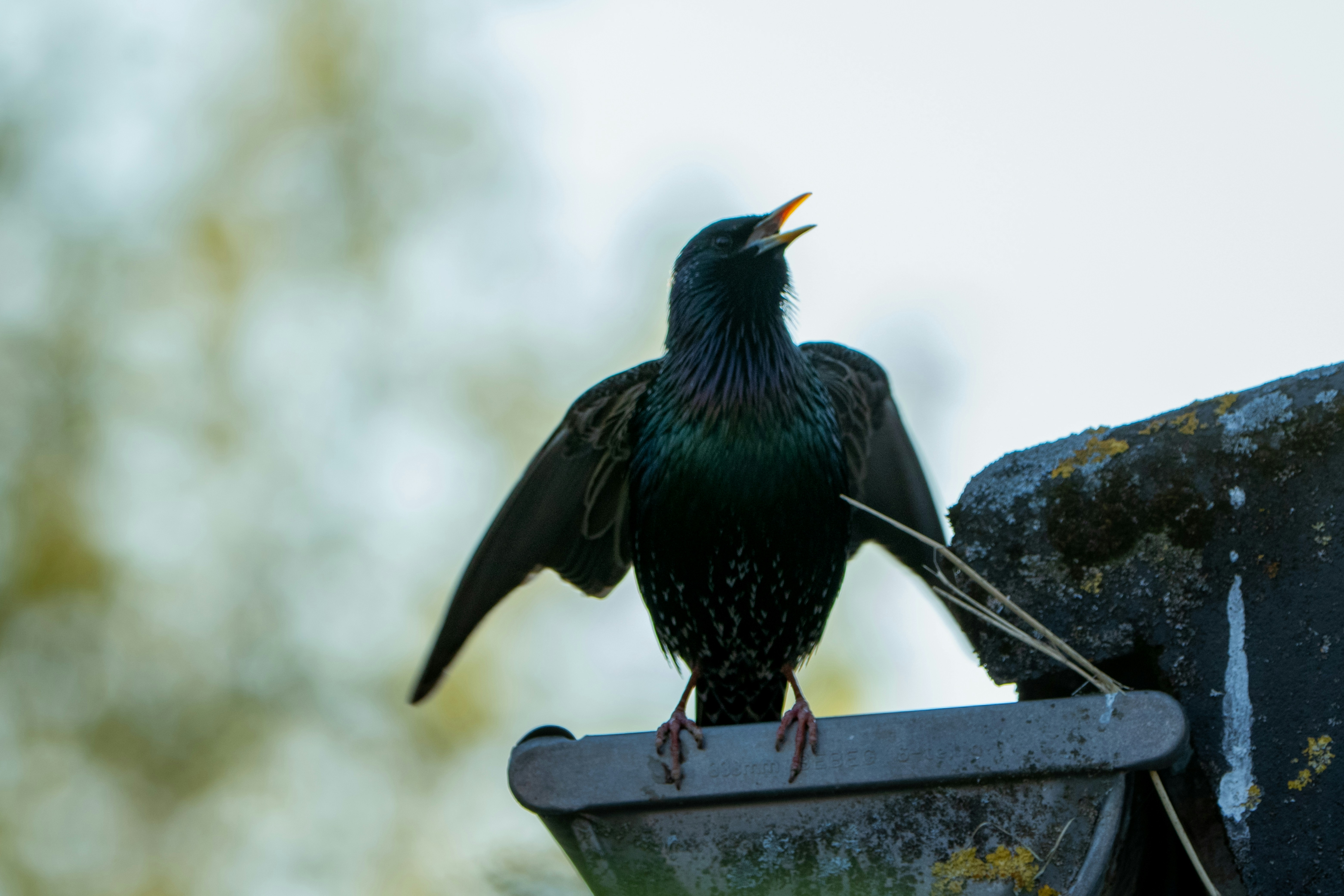 Photo by Julia Oberhauser with Fujifilm X-S10