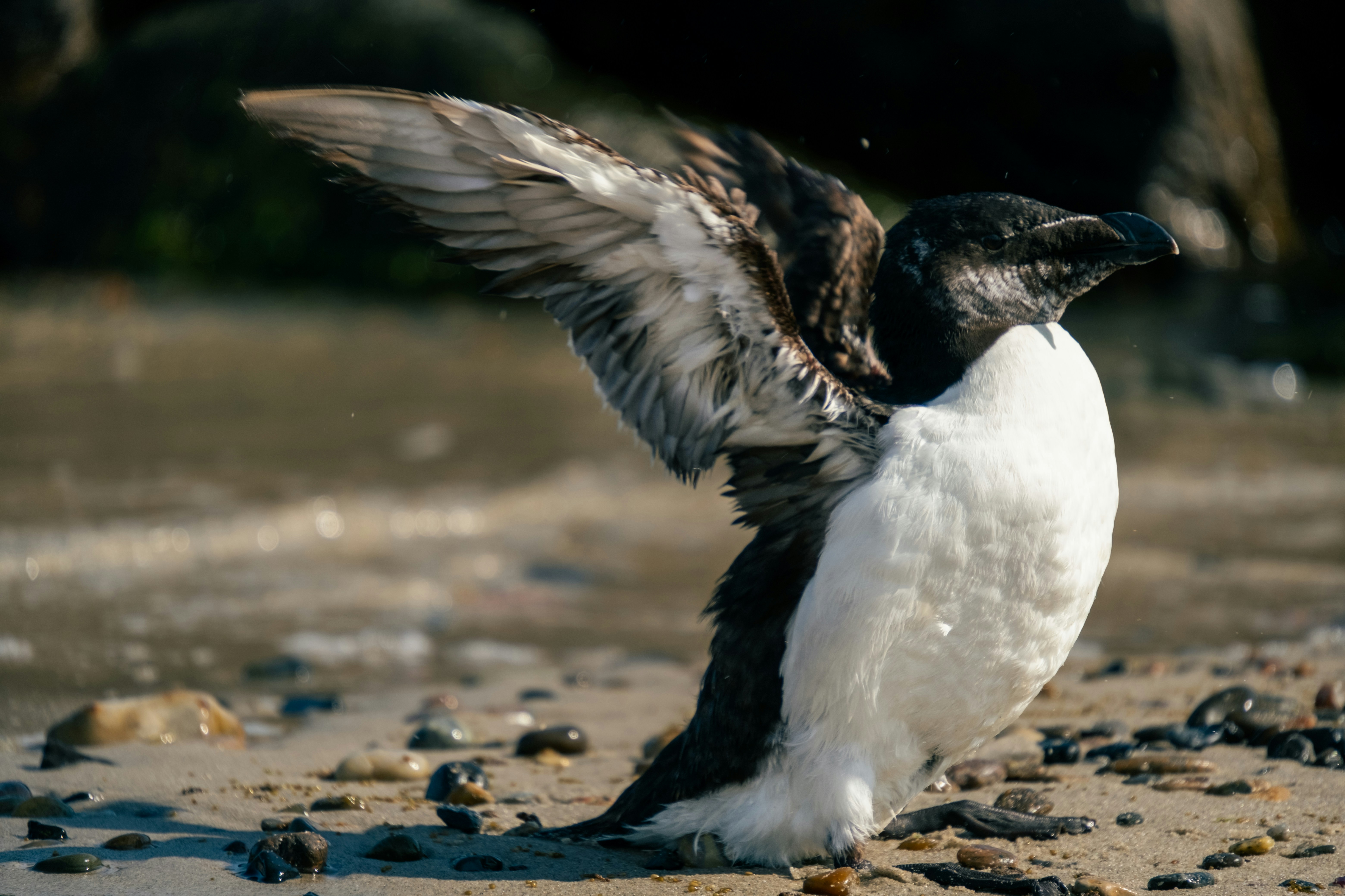 A black and white bird with its wings spread photo – Free Grenen Image ...