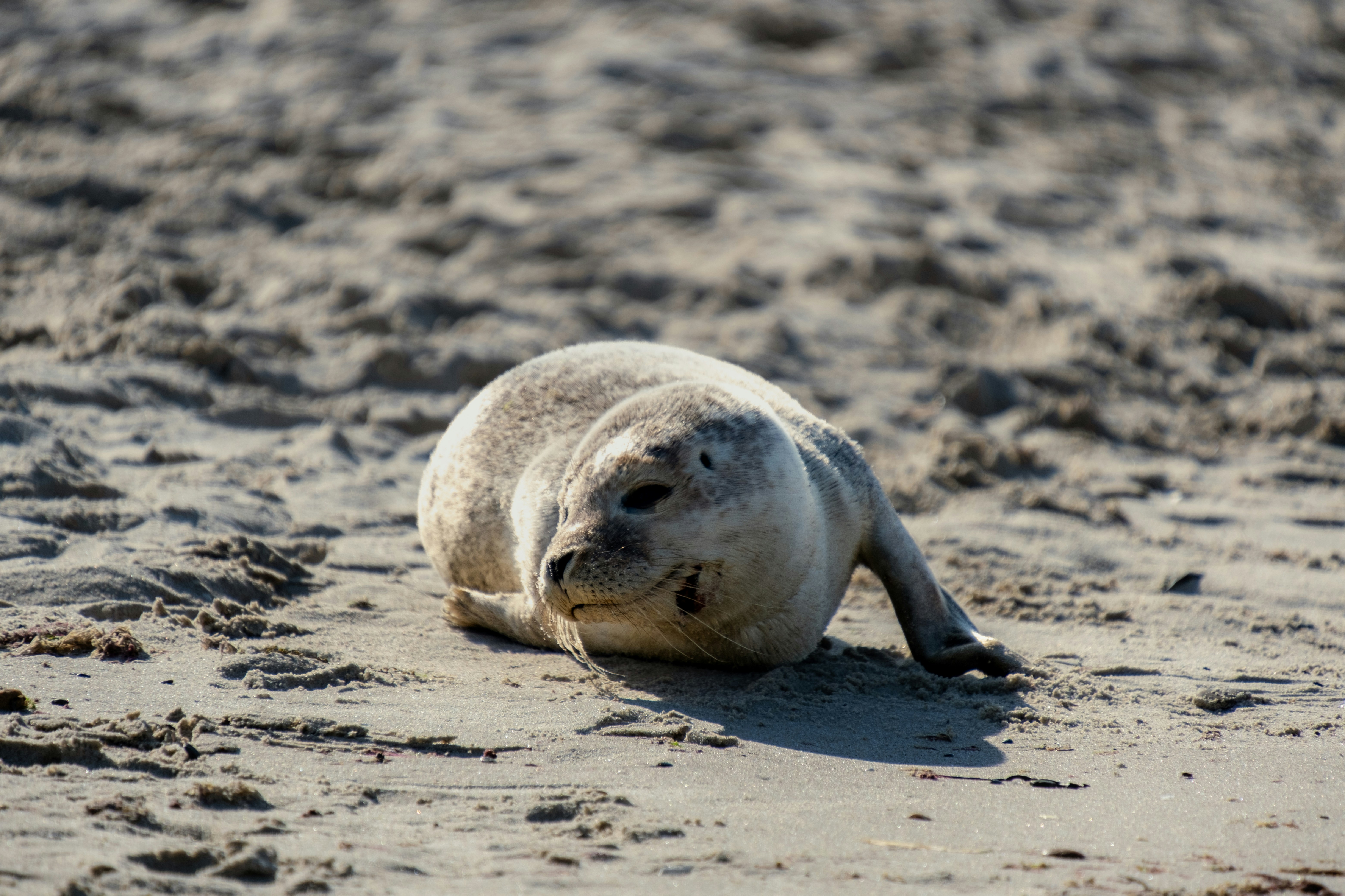 A seal laying on a sandy beach next to a body of water photo – Free ...