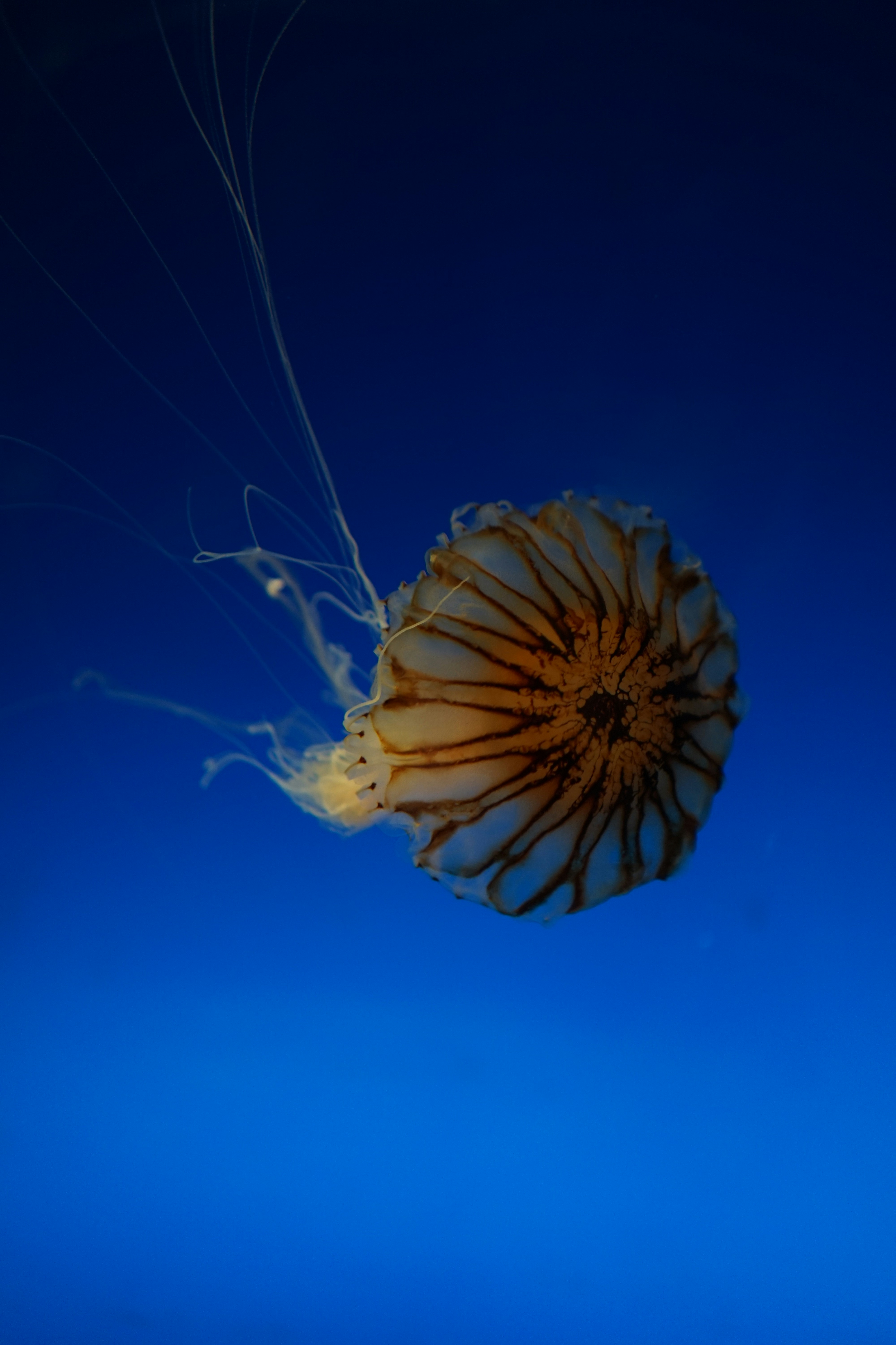 Photo by YQ Tian with Sony Alpha 7 II