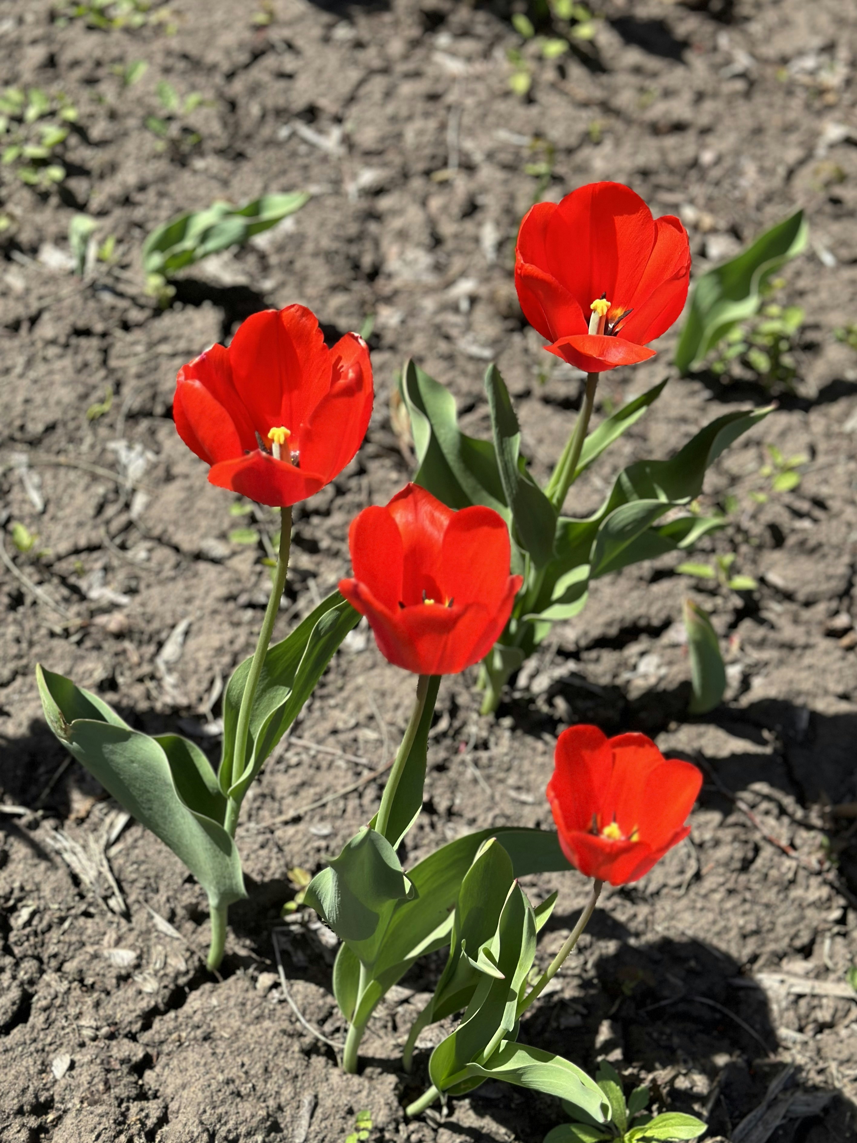 Vibrant Blooms Amidst Earthy Tones