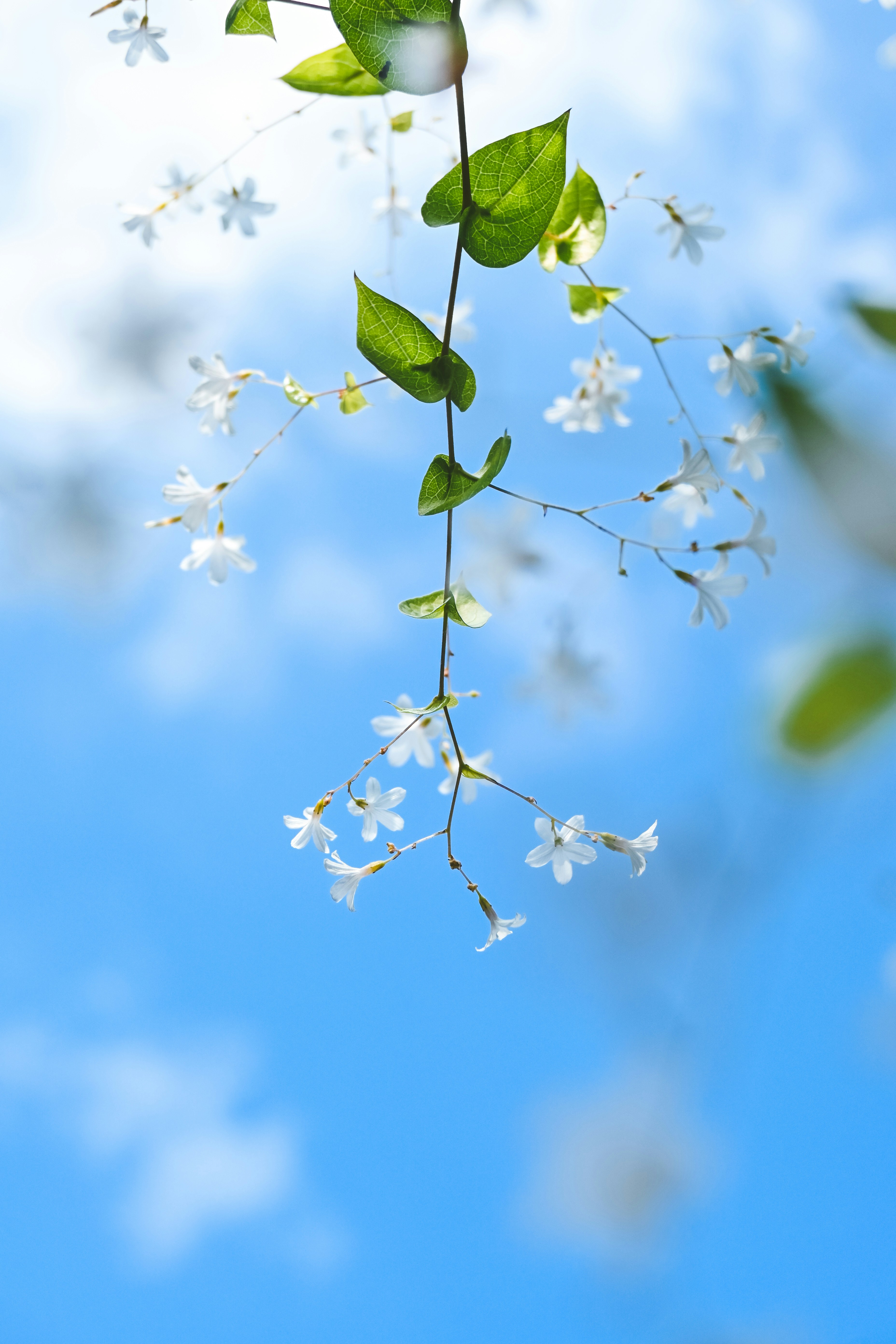 Vertical Vine of White Blossoms Framed by a Cerulean Sky