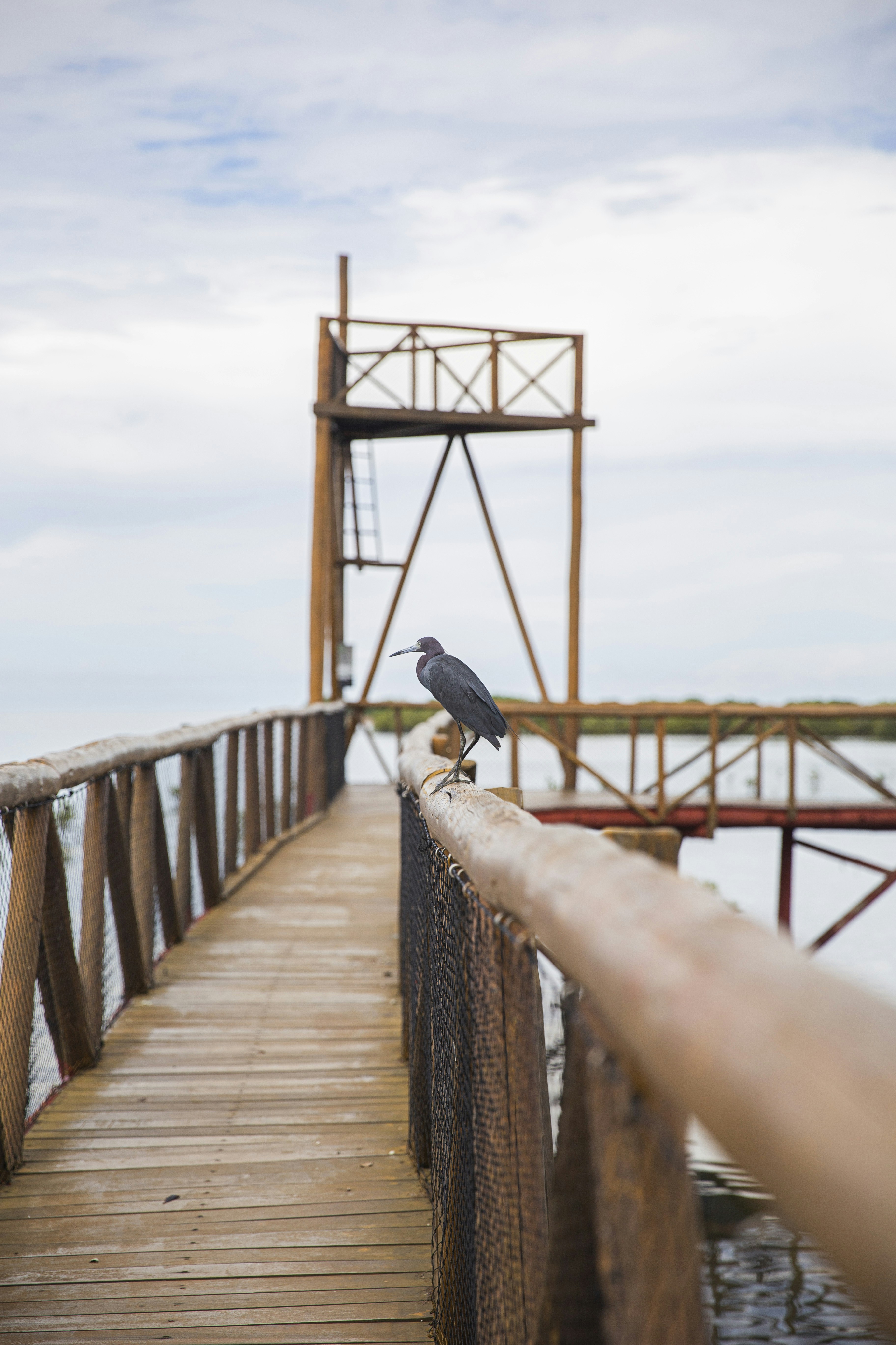 Perched on the Pier: A lone heron guarding the timber path
